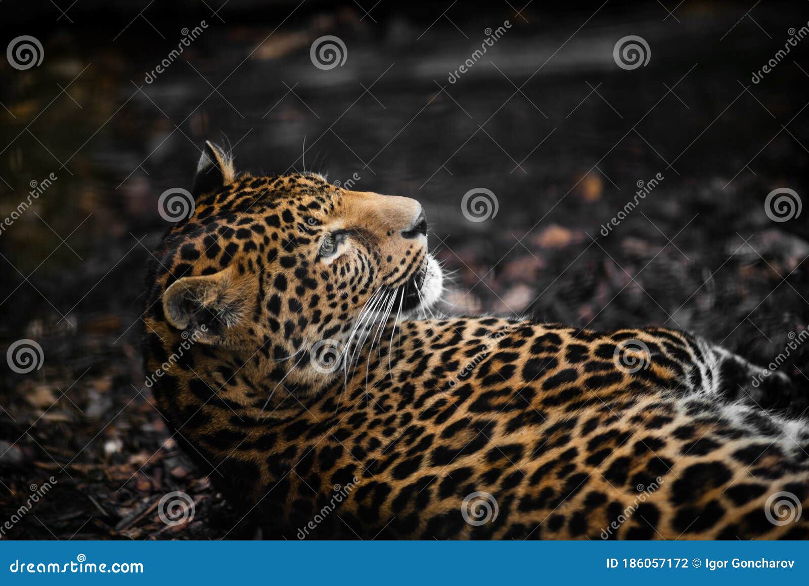Leopard predatory look stock photo. Image of wild, panther - 186057172