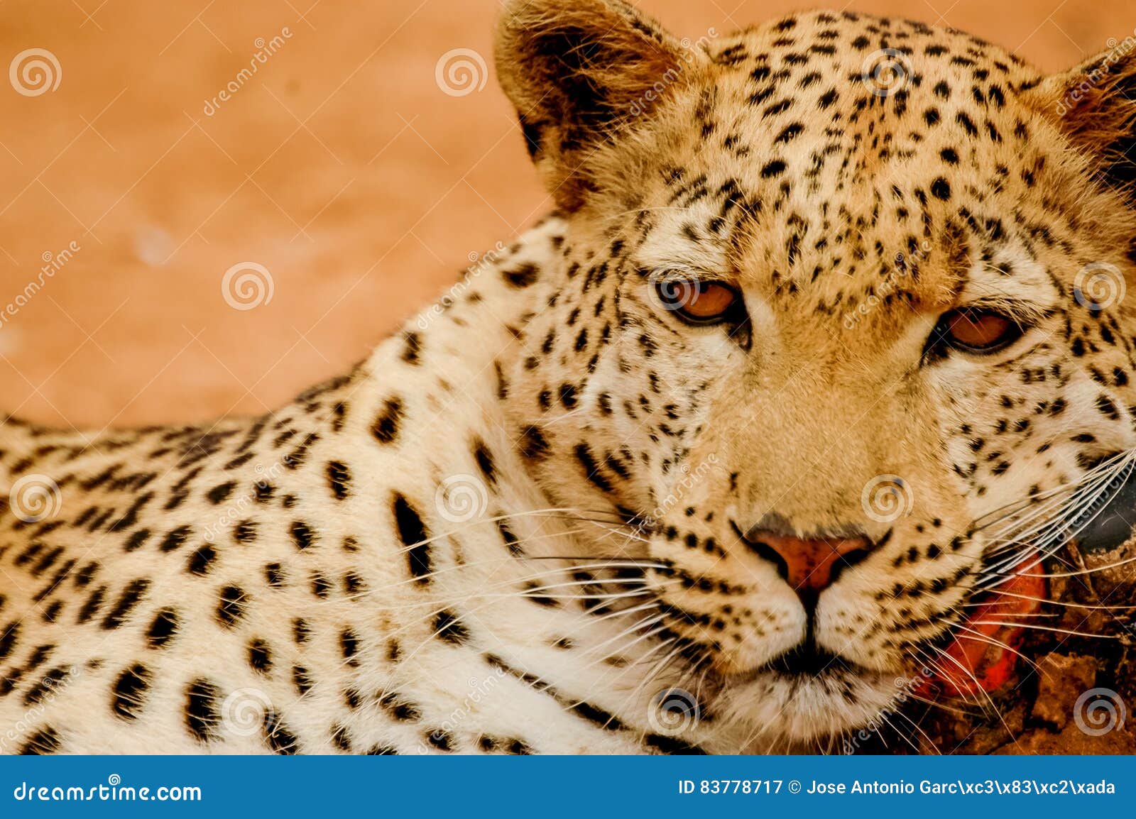 Resting Leopard stock image. Image of delta, reserve - 83778717