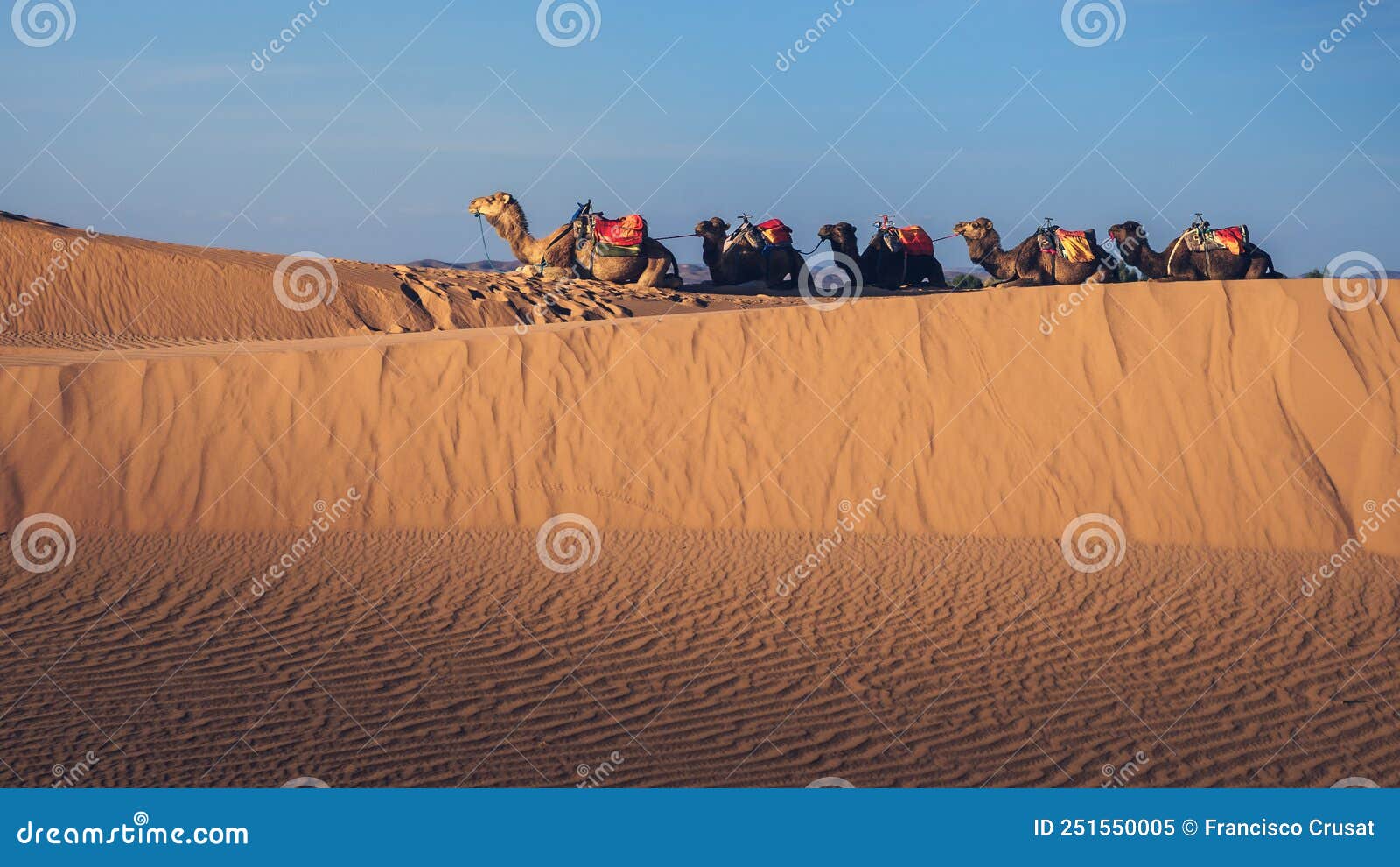 Resting Line of Camels in the Dune Editorial Image - Image of animal ...