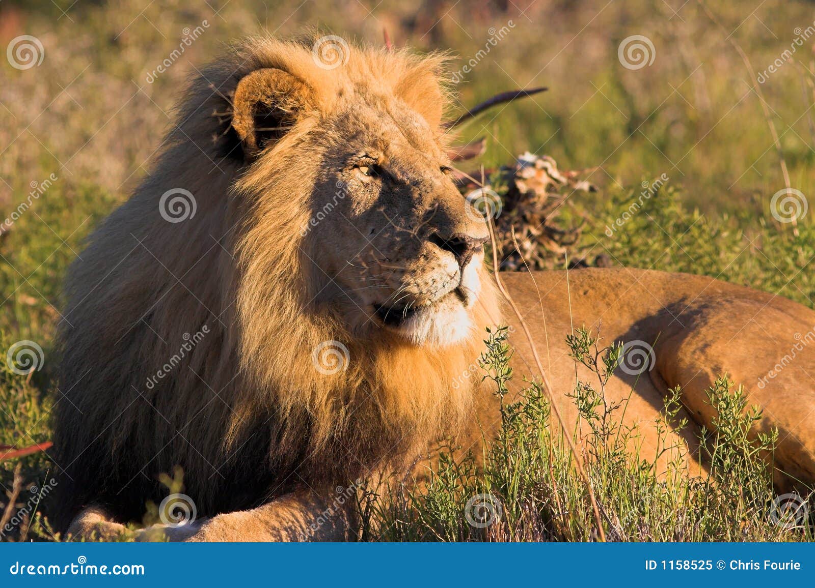 Resting Lion stock image. Image of king, africat, nature - 1158525