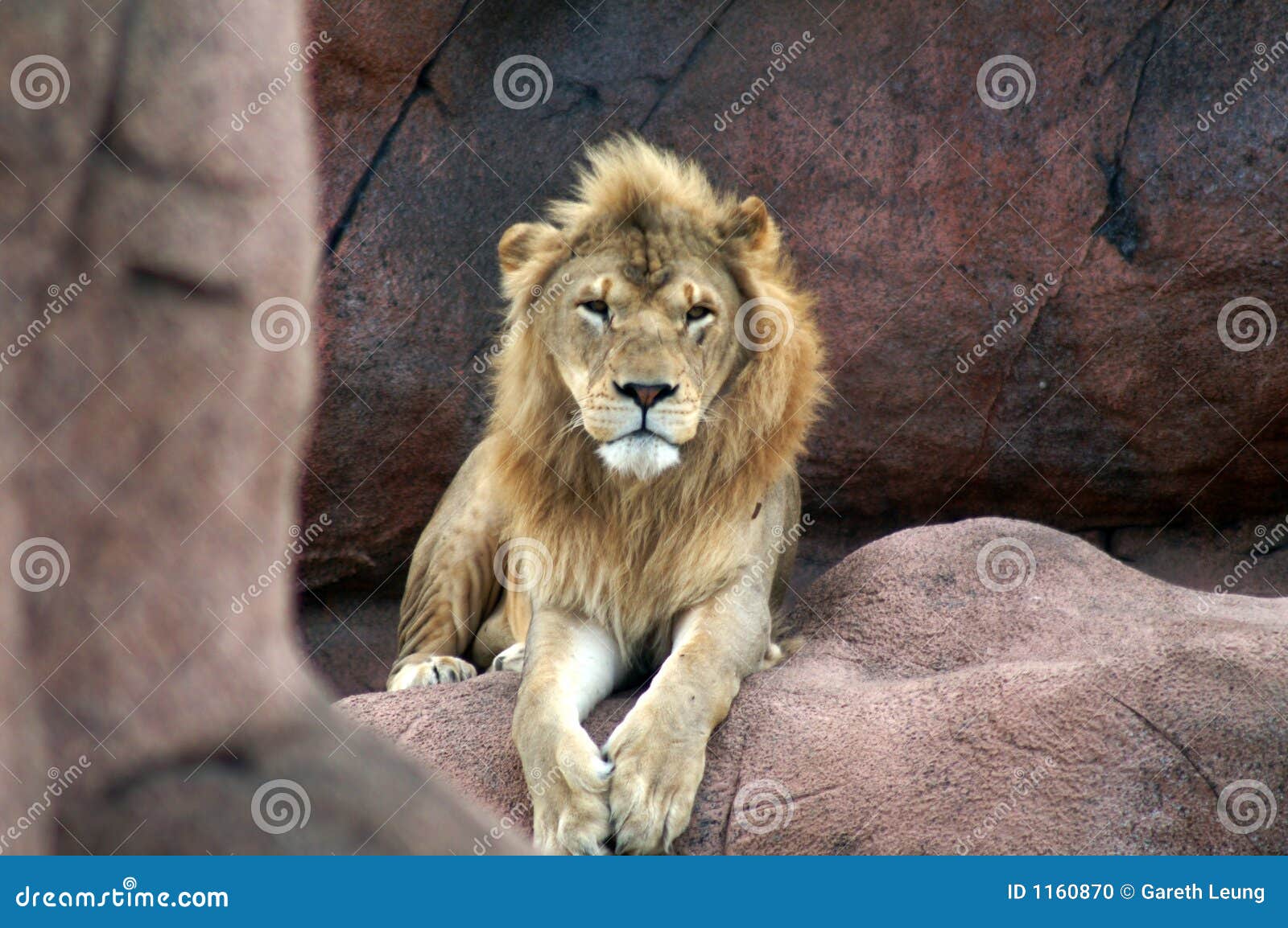 Resting Lion stock photo. Image of leader, conqueror, combatant - 1160870