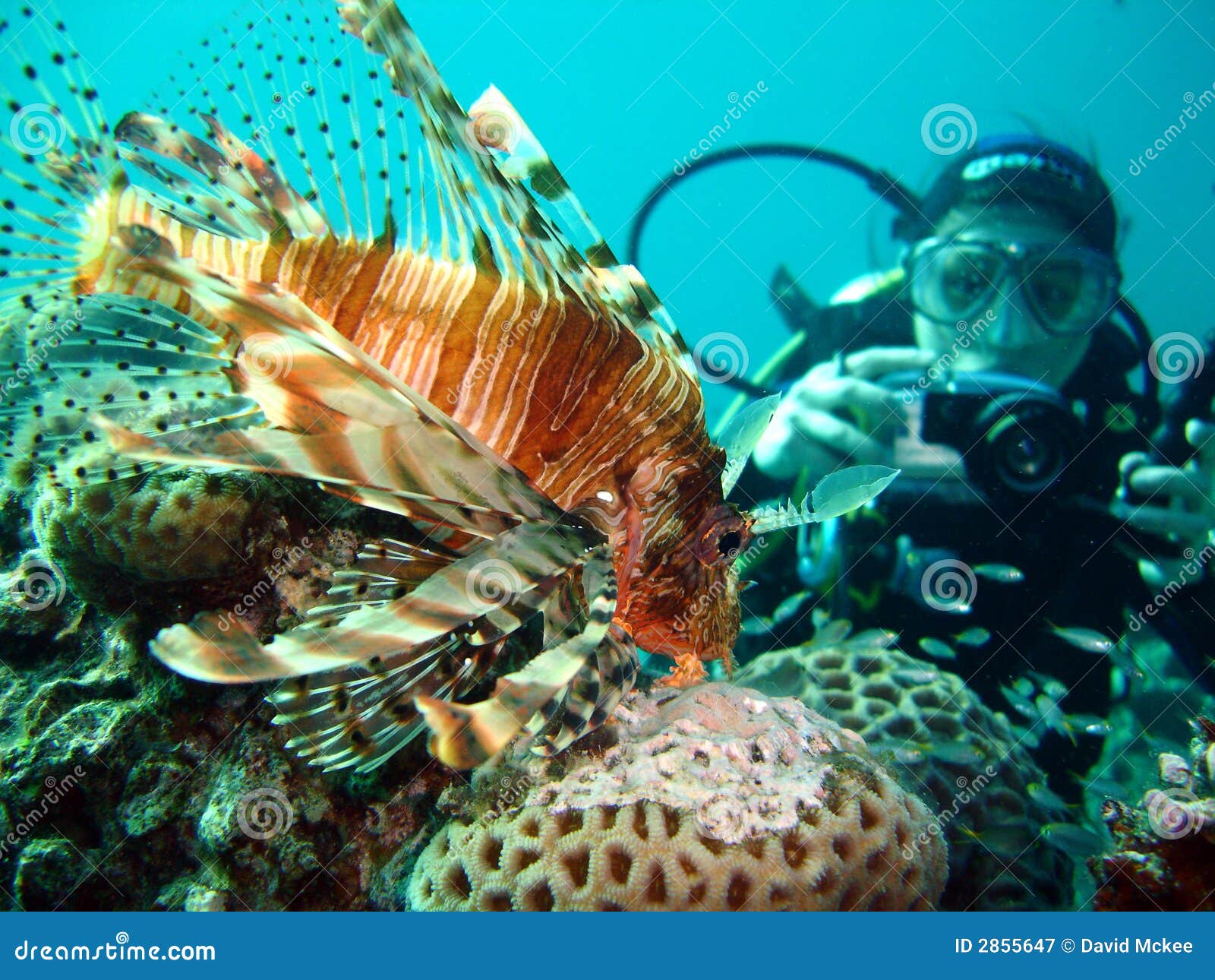 Resting Lion Fish stock image. Image of deep, breath, tropical - 2855647