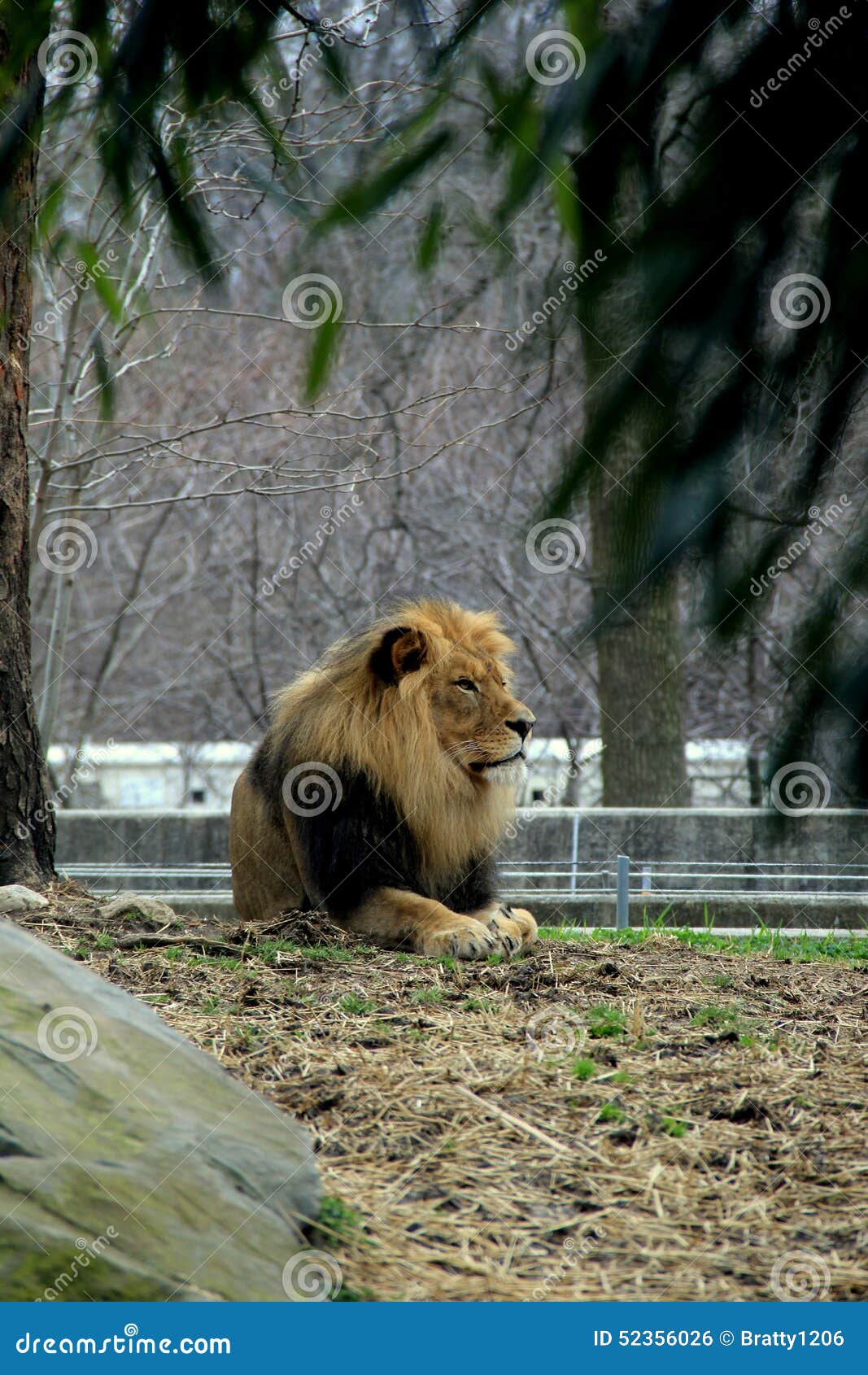 Resting Lion stock photo. Image of tree, lion, rocks - 52356026