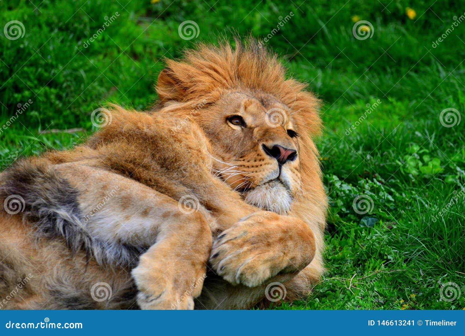 Resting lion looking up stock image. Image of nature - 146613241