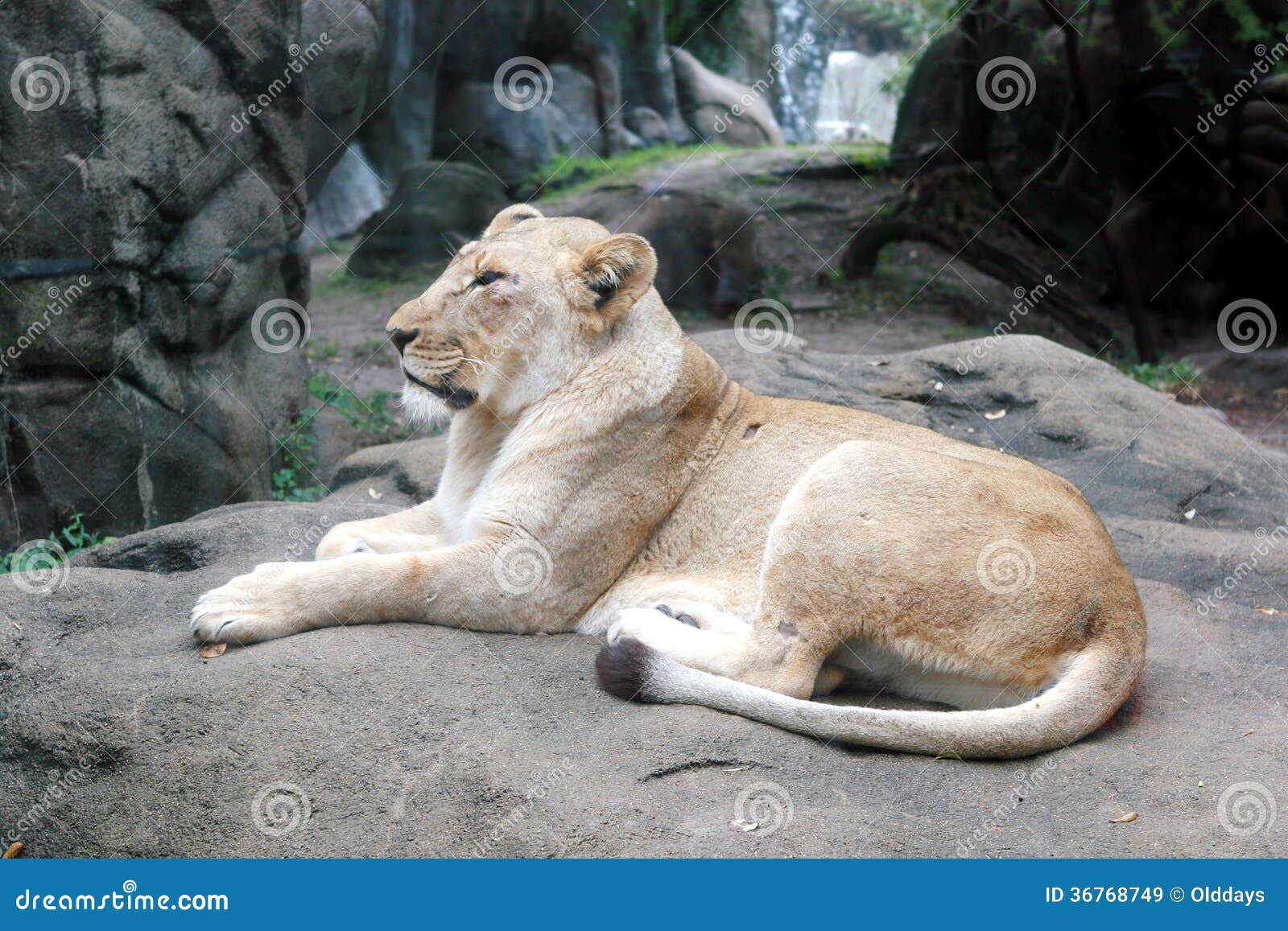 Resting Lion stock image. Image of eyes, golden, nature - 36768749
