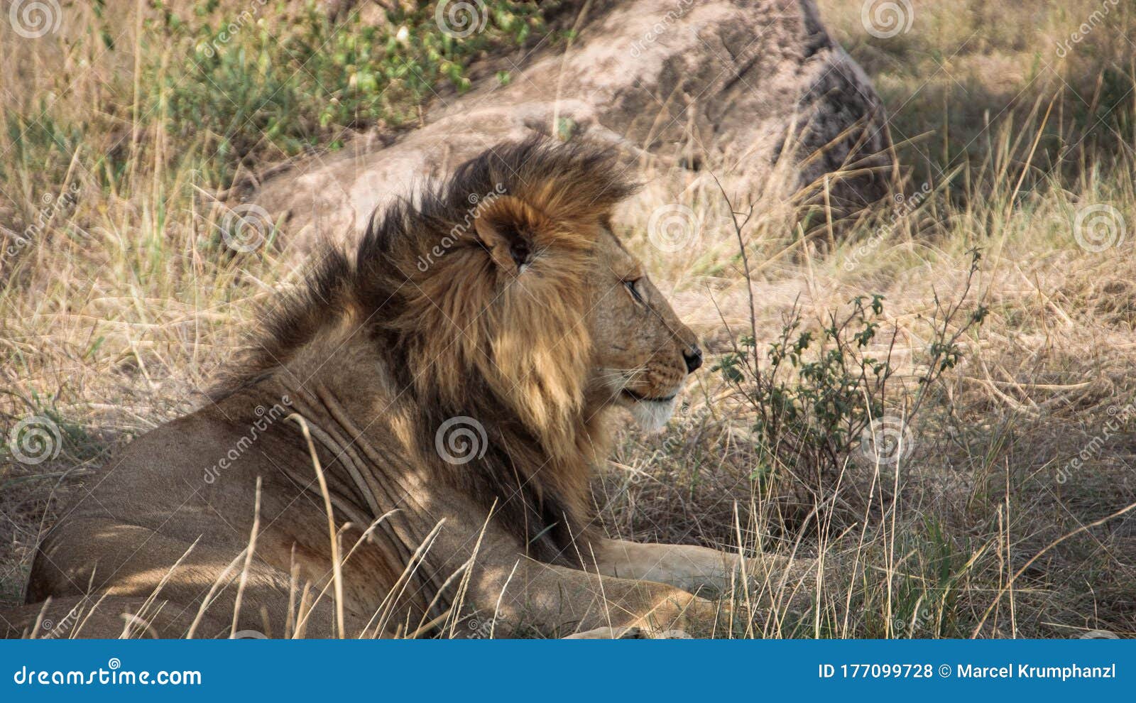 Resting lion in the shadow stock photo. Image of masaimara - 177099728