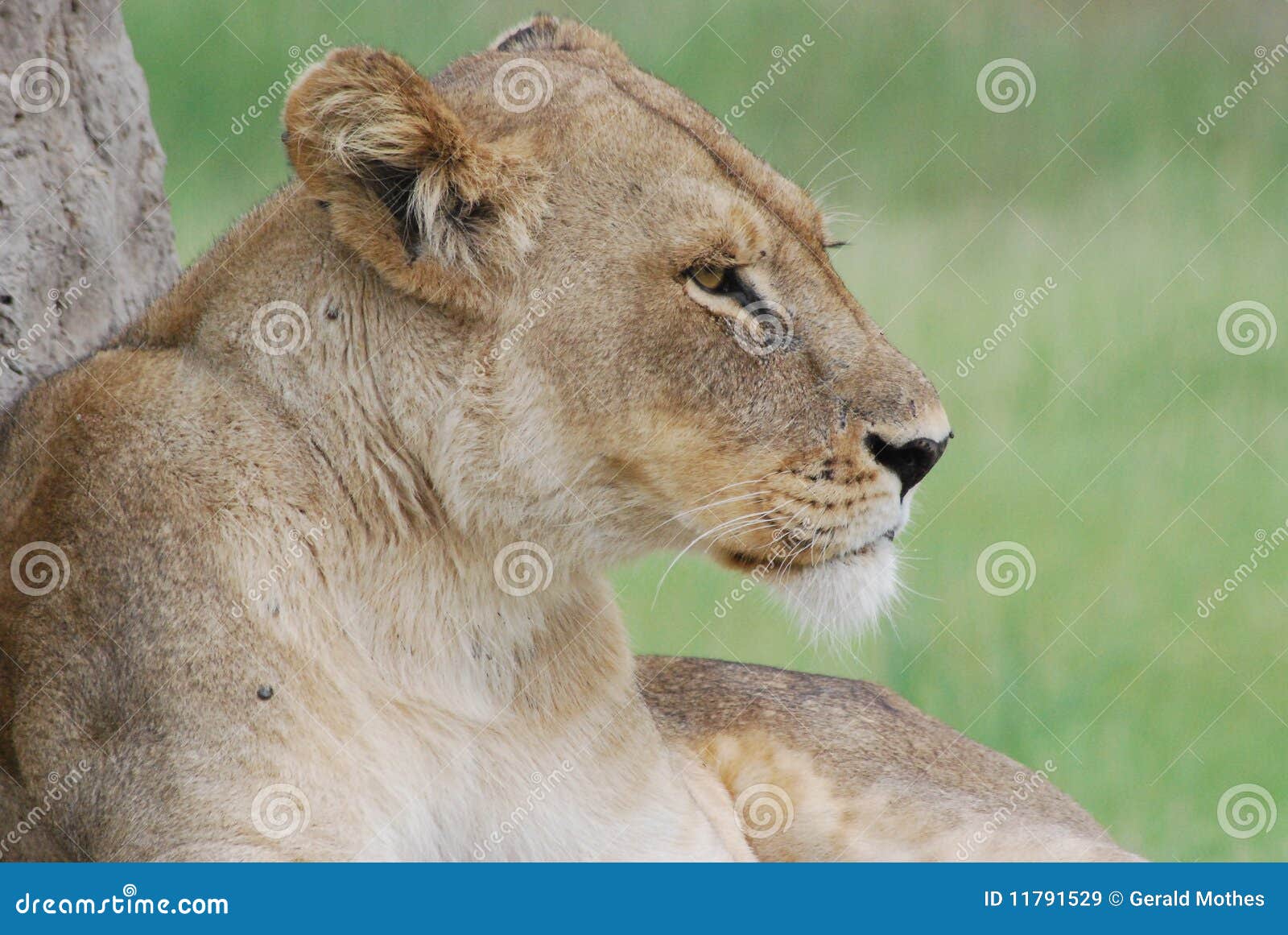 Resting Lioness stock image. Image of female, lion, beautiful - 11791529