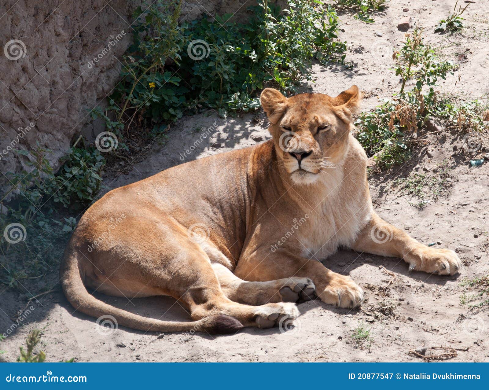 Resting lioness stock image. Image of african, sleep - 20877547