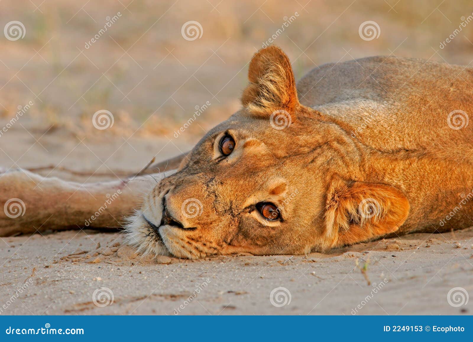 Resting lioness stock image. Image of desert, powerful - 2249153