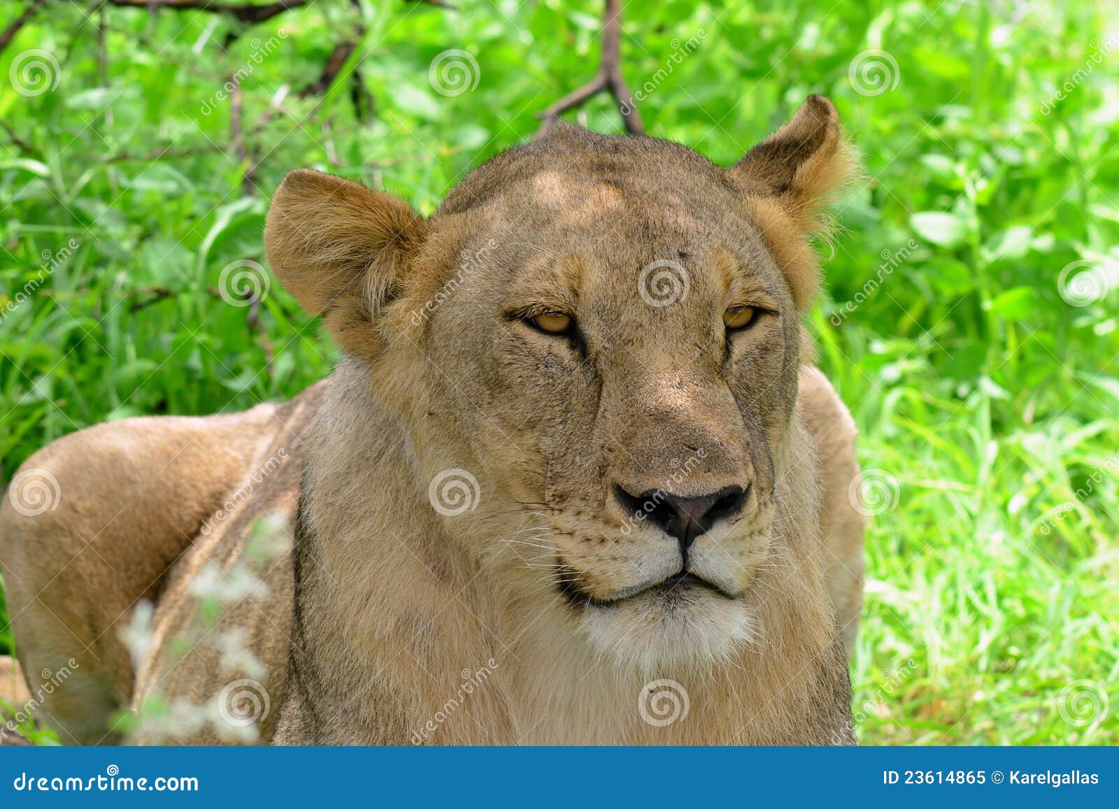 Resting lioness stock image. Image of park, carnivore - 23614865