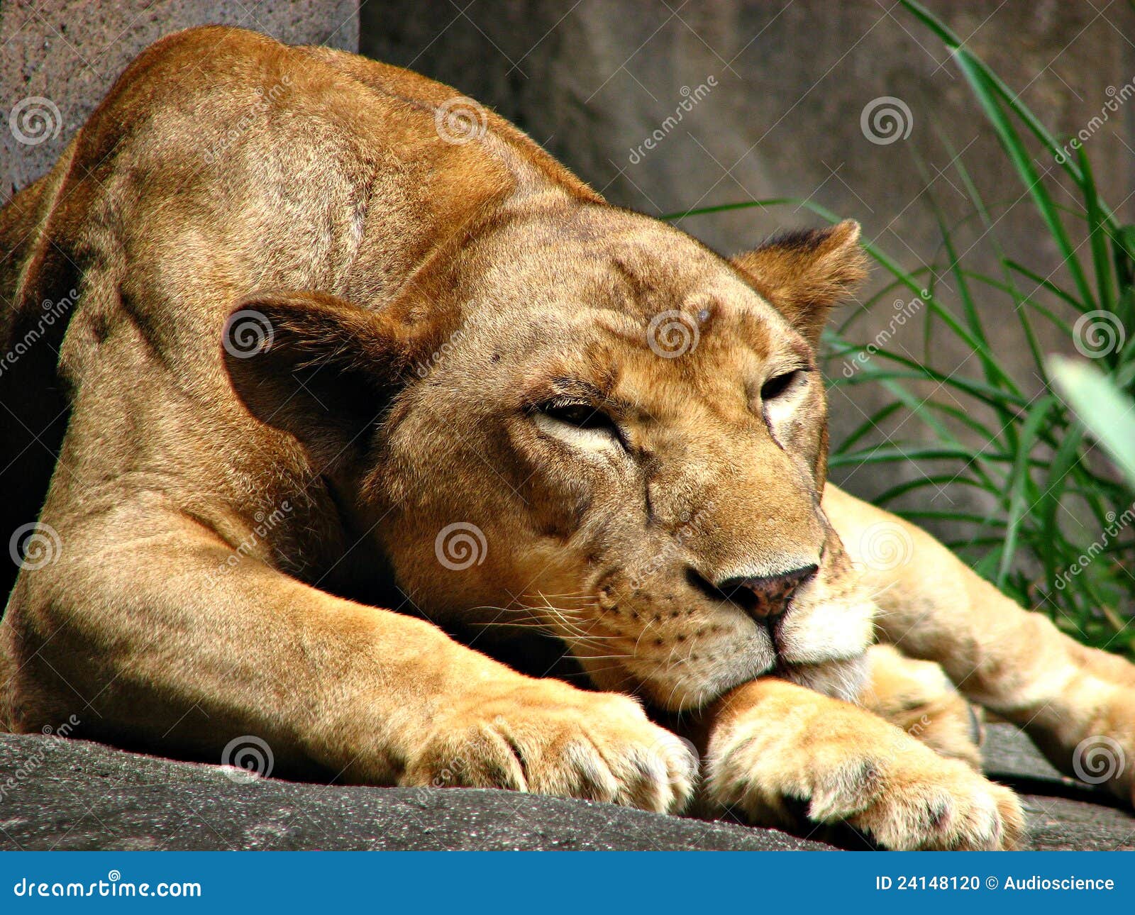 Resting Lioness stock photo. Image of mammal, habitat - 24148120