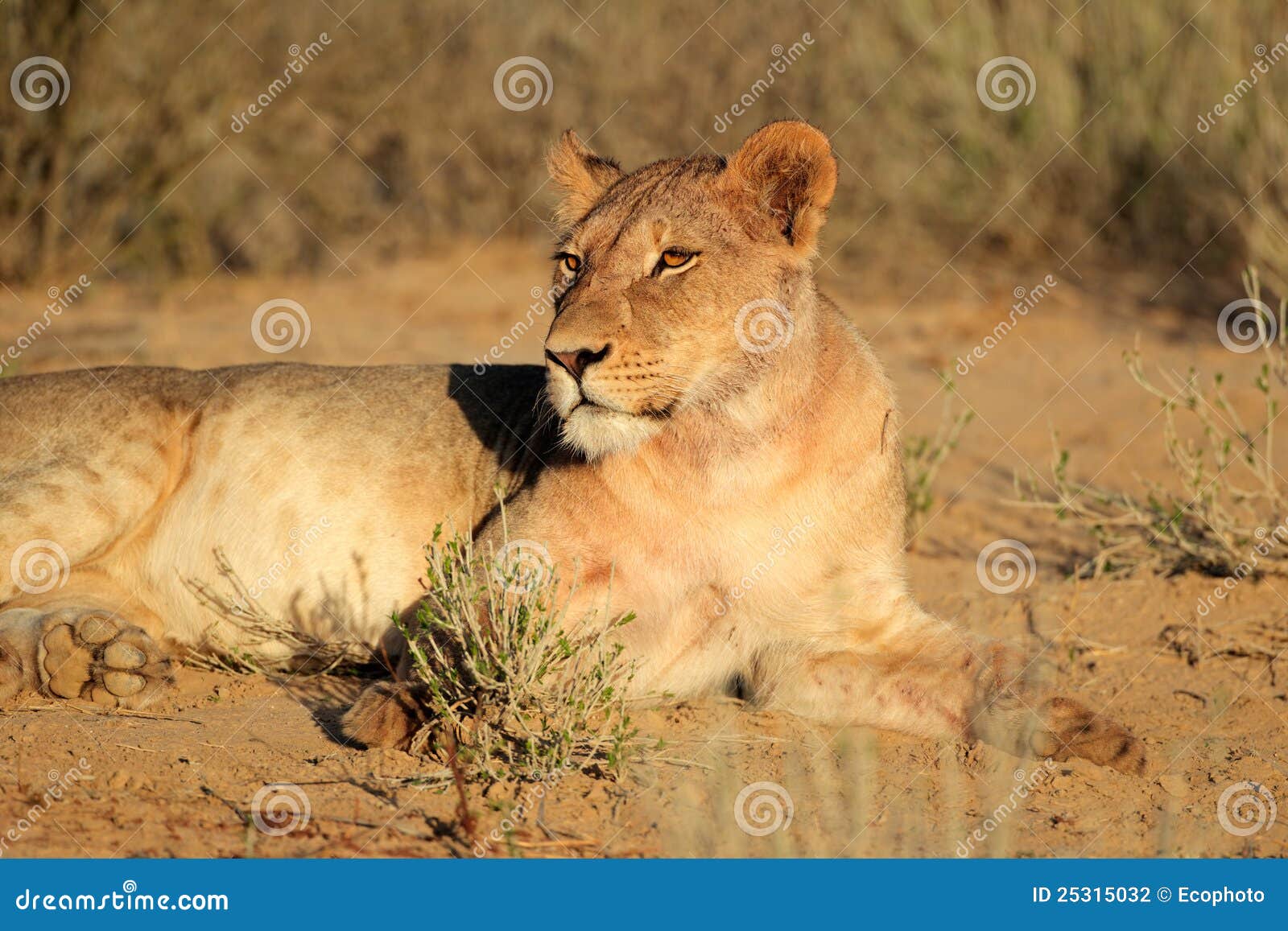 Resting lioness stock photo. Image of desert, relaxed - 25315032