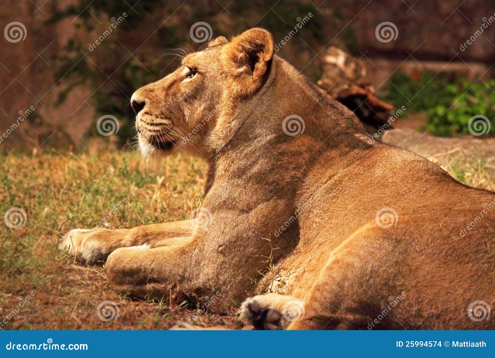 Resting lioness stock photo. Image of panthera, exploration - 25994574