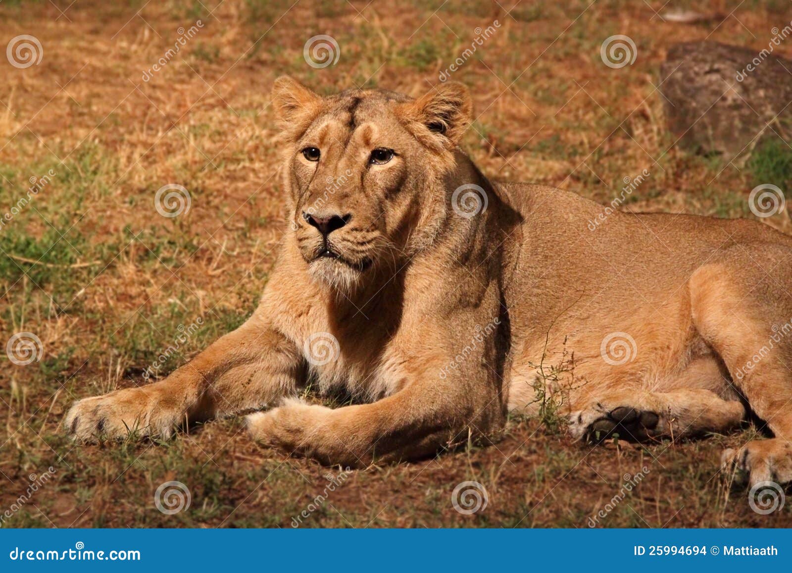Resting lioness stock photo. Image of courage, mammals - 25994694