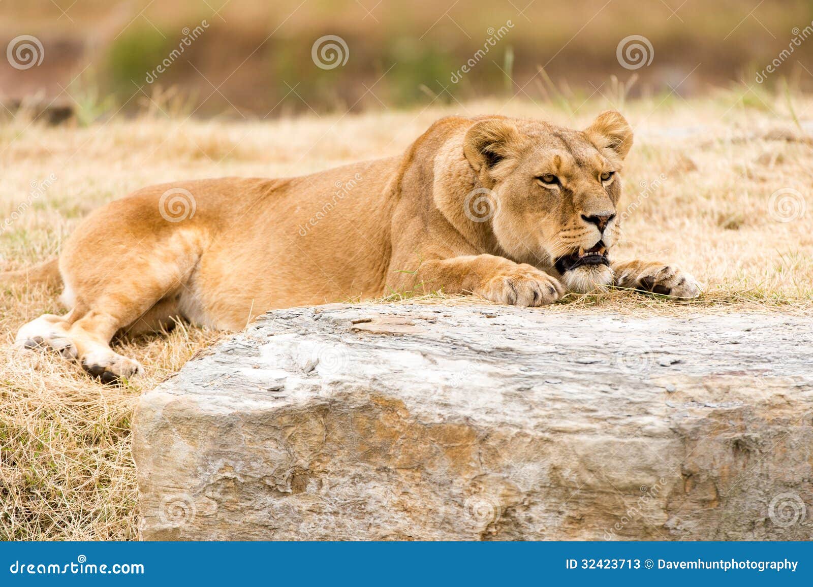 Resting Lioness stock image. Image of species, african - 32423713