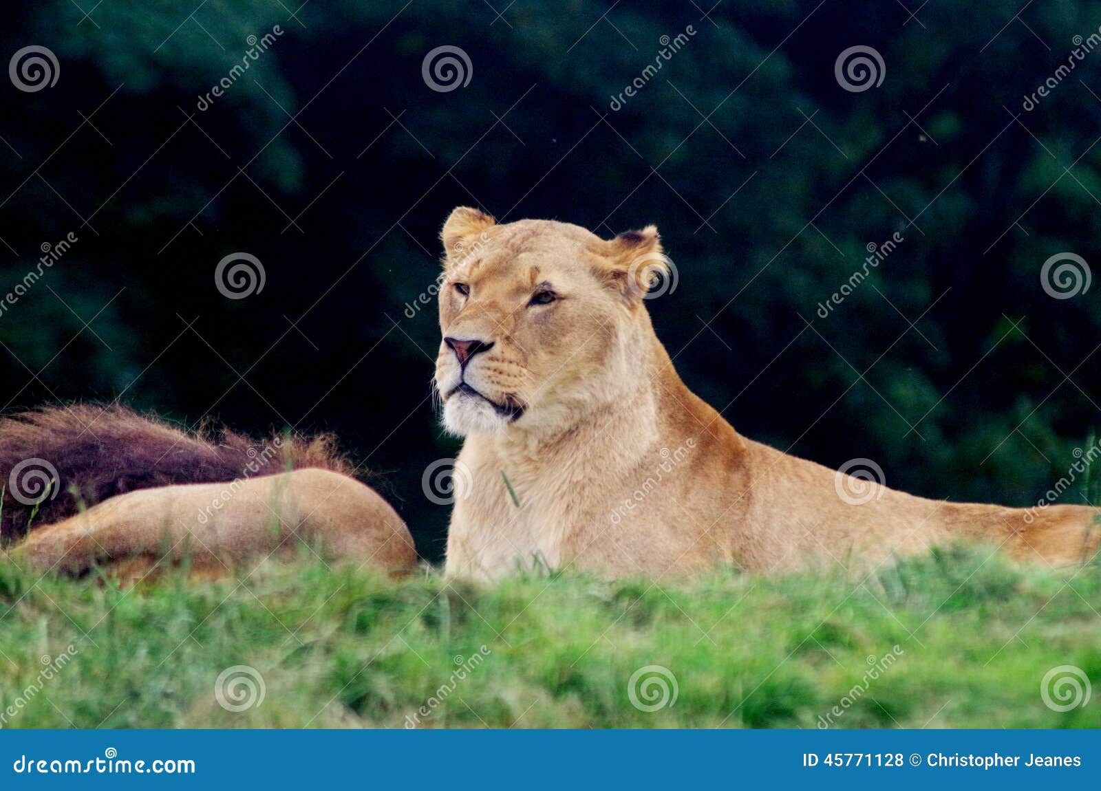 Resting Lioness stock photo. Image of animals, mammals - 45771128