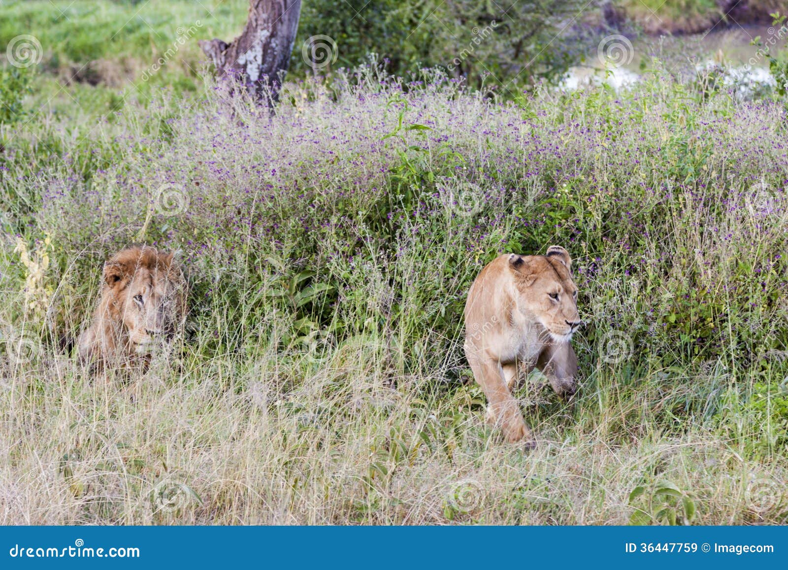 Resting Lions stock image. Image of grey, head, lion - 36447759