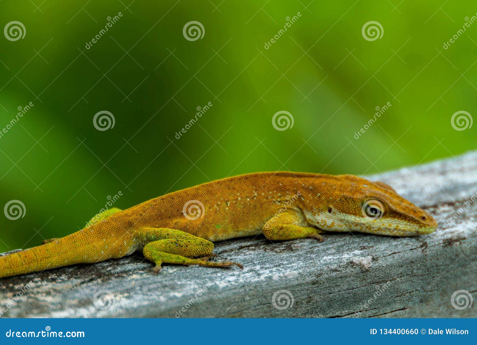 Resting Lizard on Rail stock photo. Image of chickasaw - 134400660