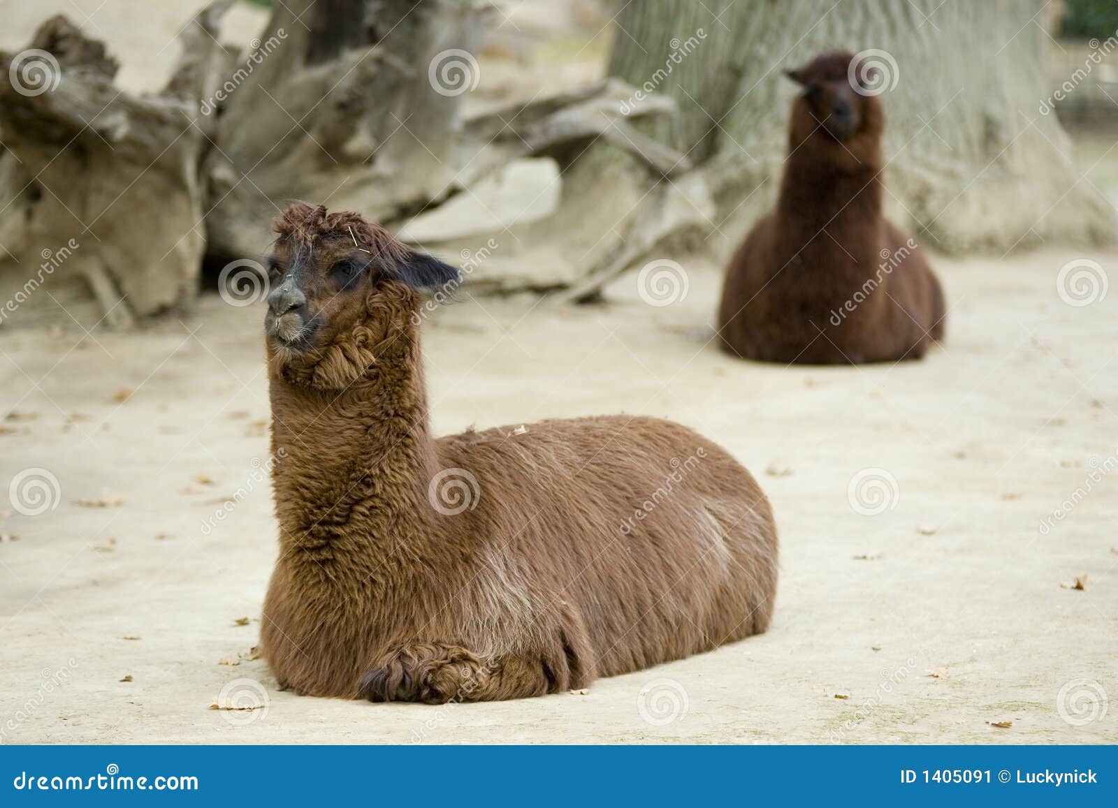 Resting llamas stock image. Image of lama, outdoors, nature - 1405091