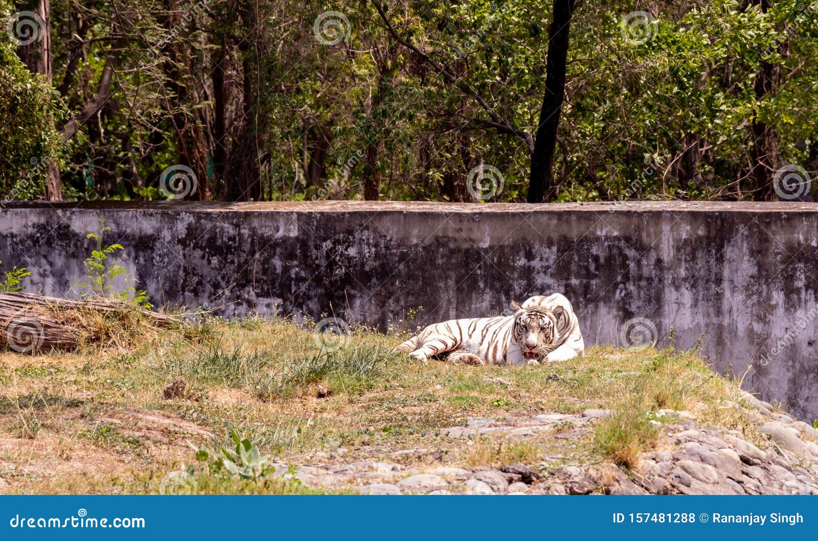 Resting and Looking Forward White Tiger in the Zoo Stock Photo - Image ...