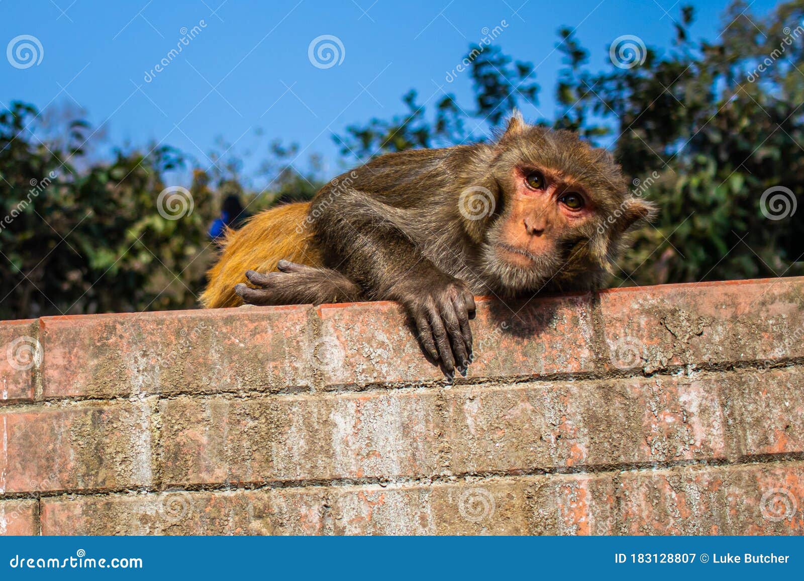Resting Macac at Swayambhunath Temple Stock Image - Image of laying ...