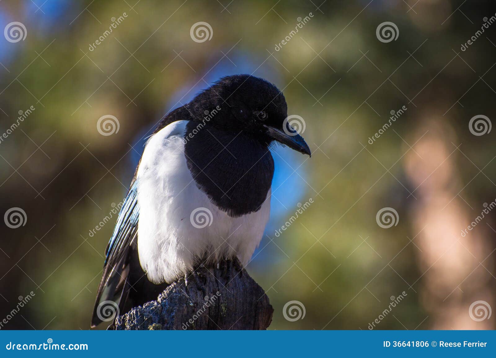Resting Magpie stock photo. Image of sharp, nature, epic - 36641806