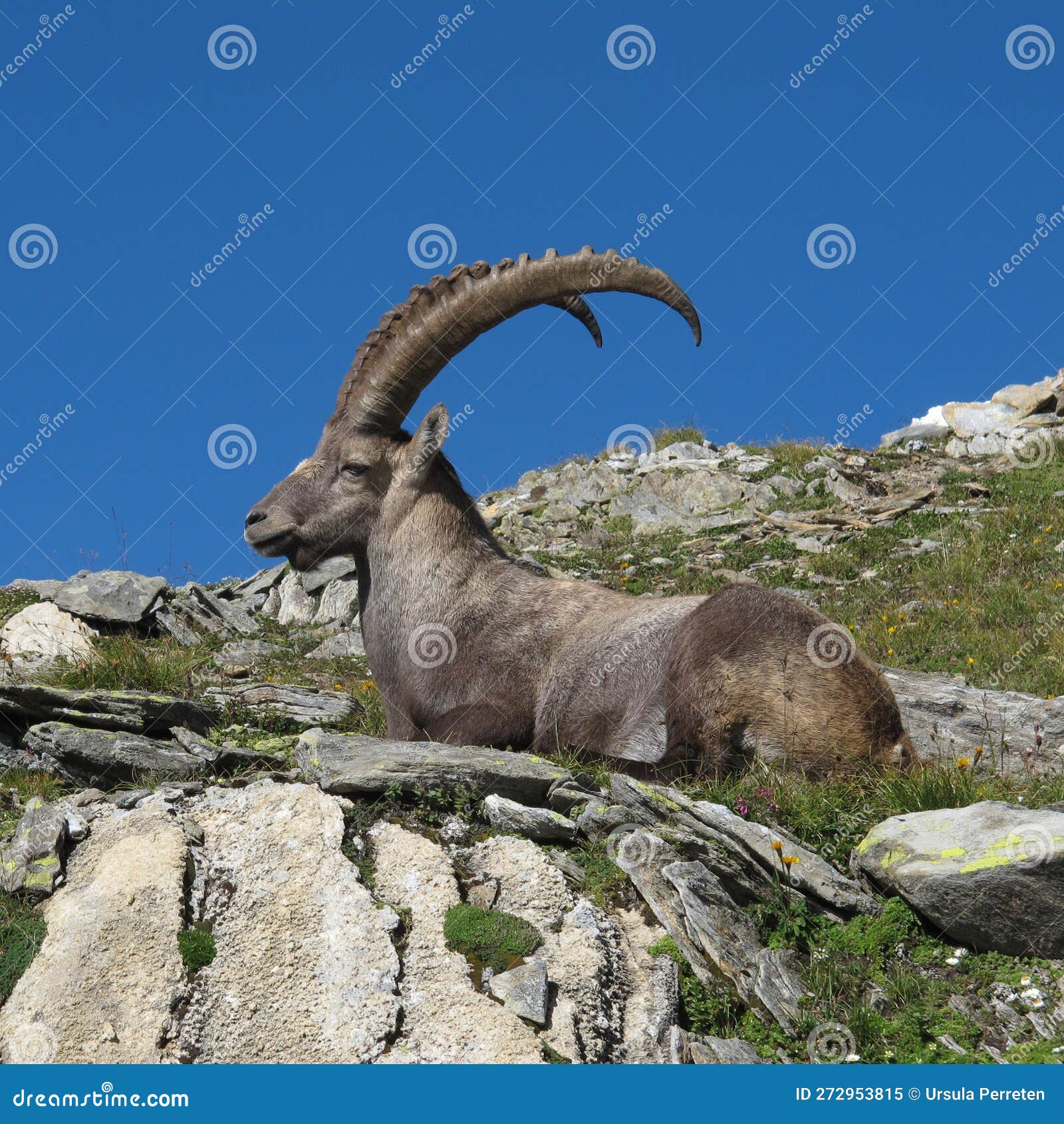 Male Alpine Ibex In A Grass Royalty-Free Stock Photography ...