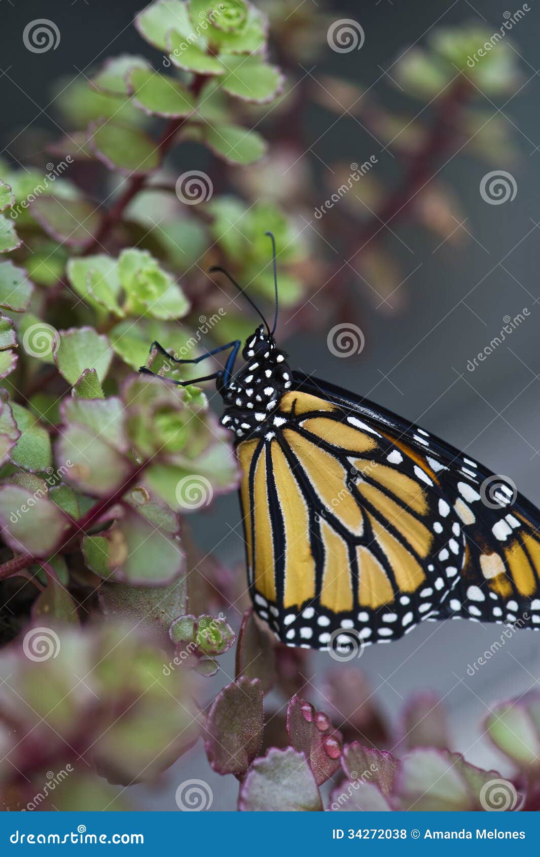 Resting Monarch stock photo. Image of arthropod, closeup - 34272038