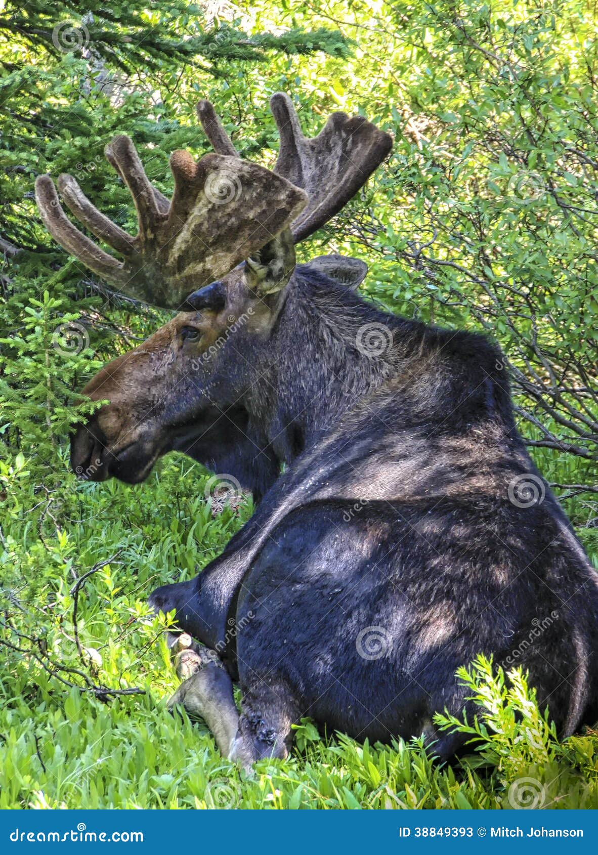 The Resting Moose stock image. Image of wasatch, bull - 38849393