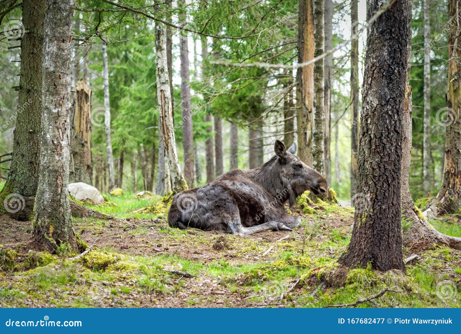 Resting moose stock image. Image of scandinavia, male - 167682477