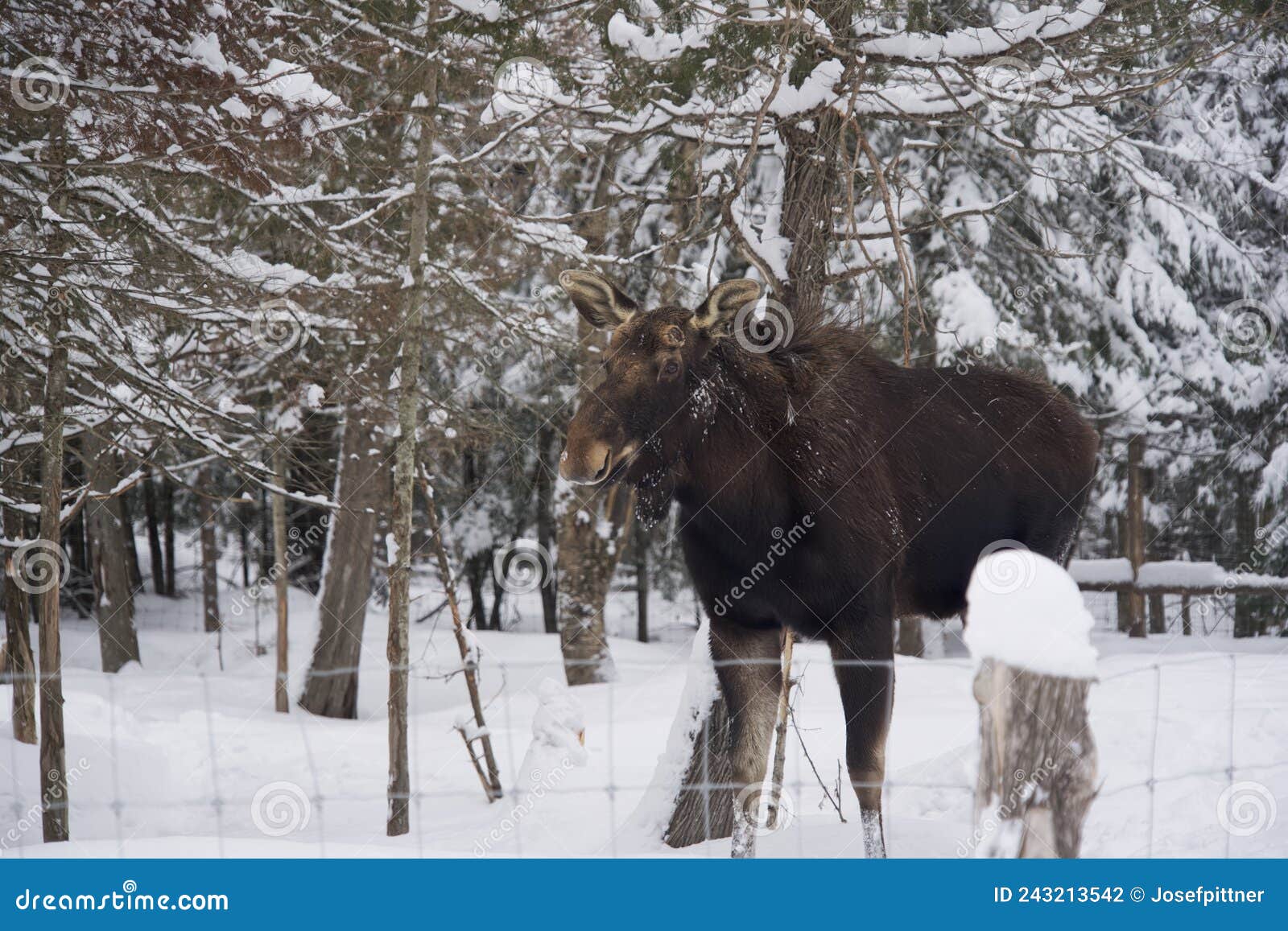 Resting Moose in a Winter Forest Stock Photo - Image of buck, deer ...