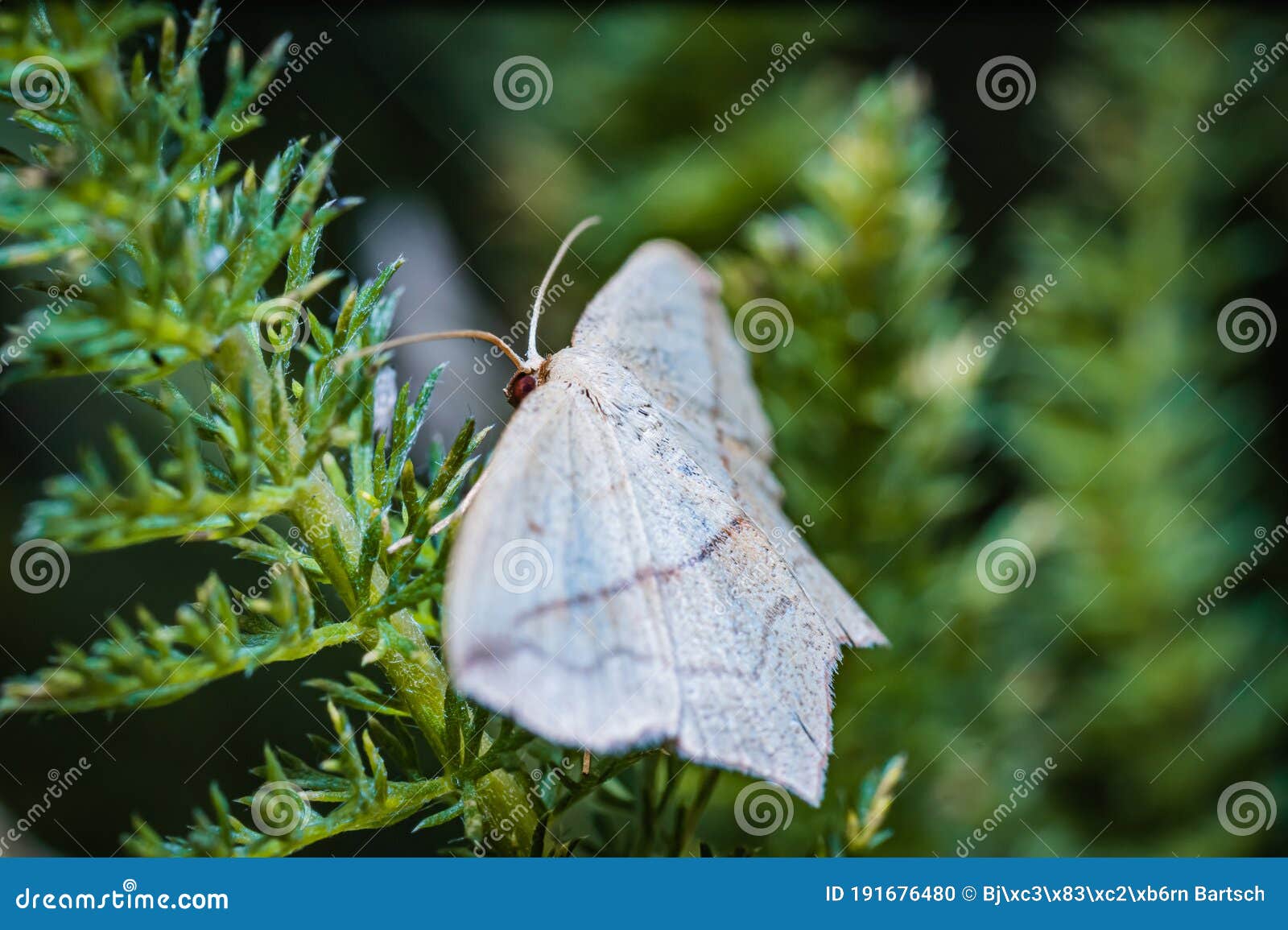 A resting moth stock photo. Image of comae, beautiful - 191676480