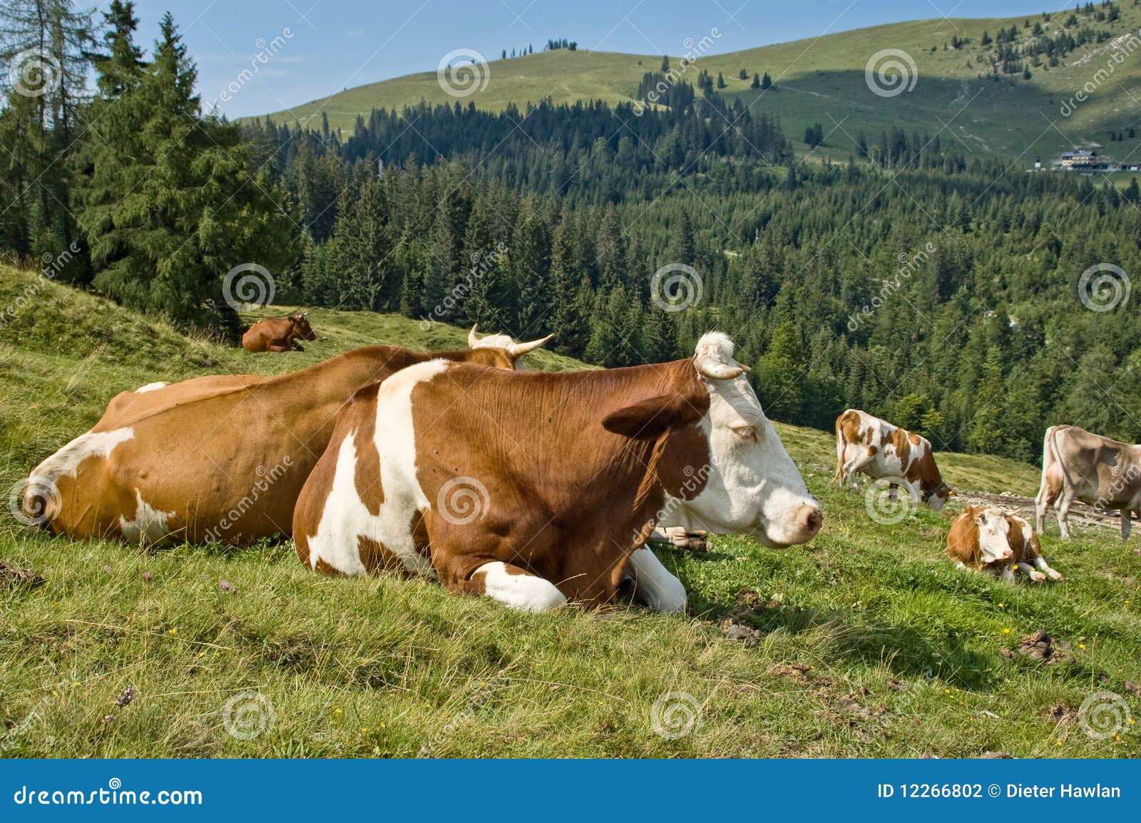Resting Mottled Cows stock photo. Image of landscape - 12266802