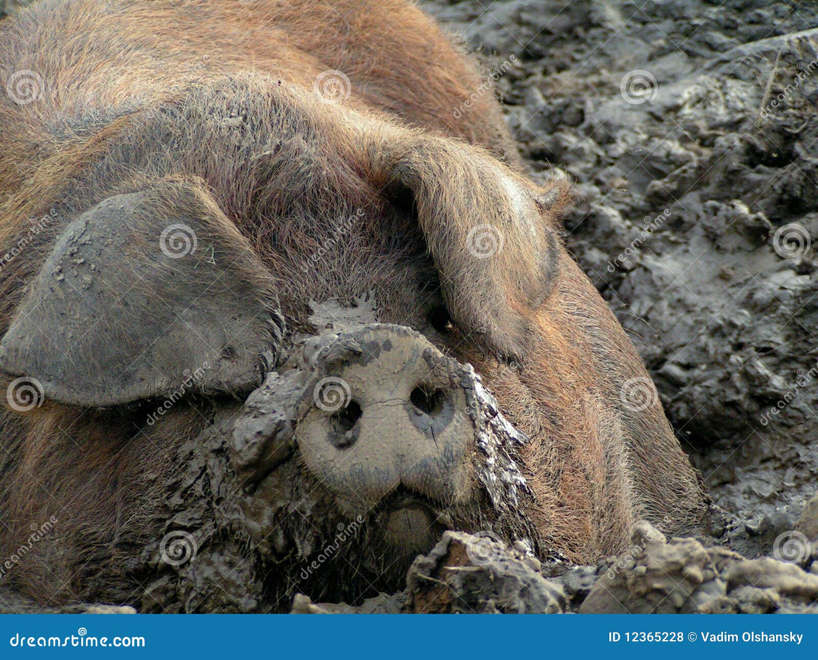 Resting Muddy Pig Face stock photo. Image of dirty, face - 12365228