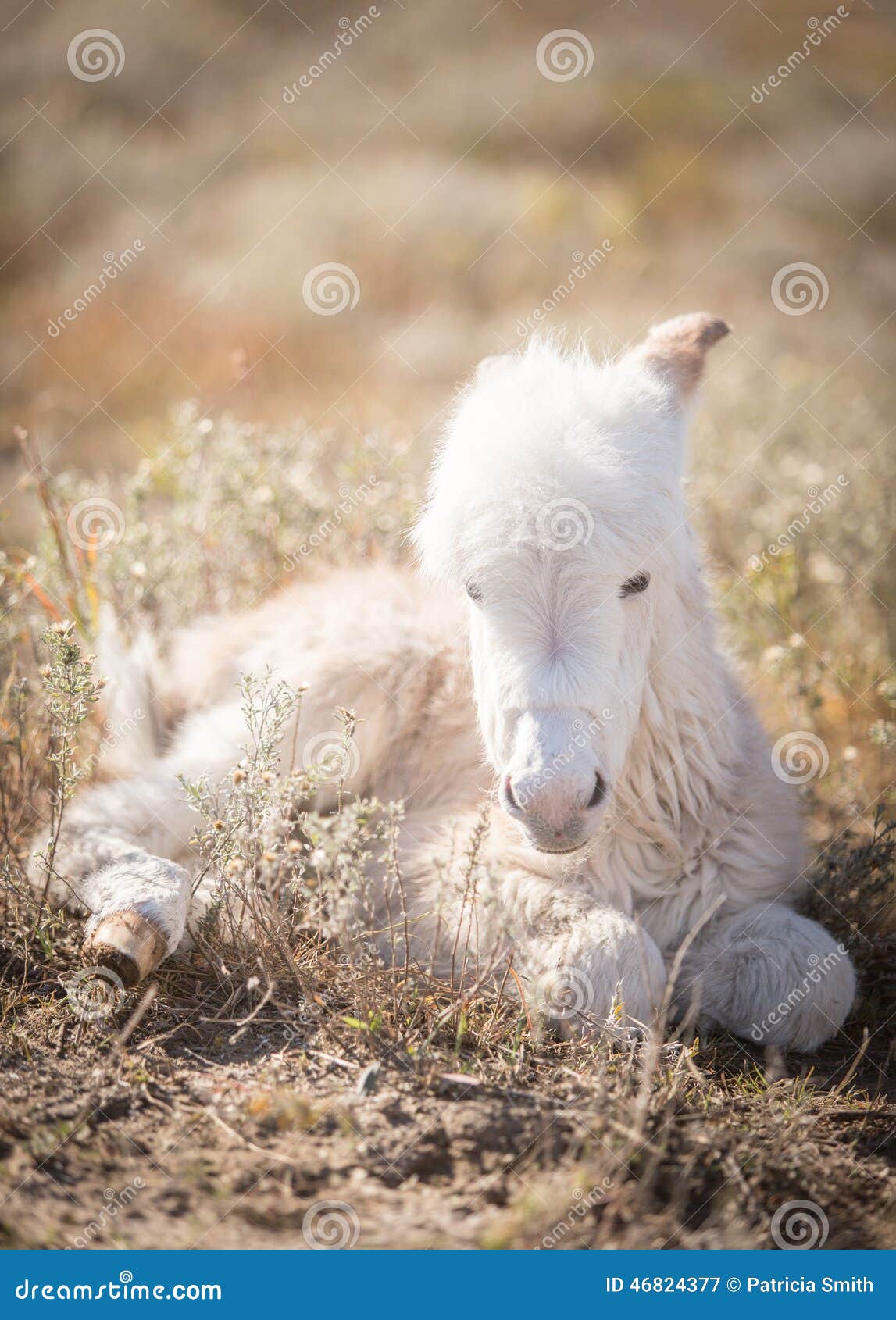 Resting Newborn Baby Donkey Stock Image - Image of tender, jenny: 46824377