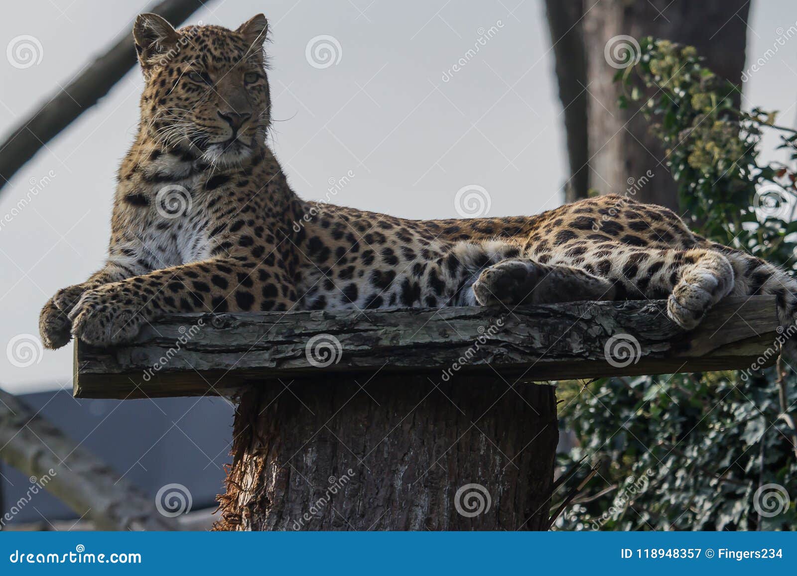 A Resting North Chinese Leopard Stock Image - Image of predator ...