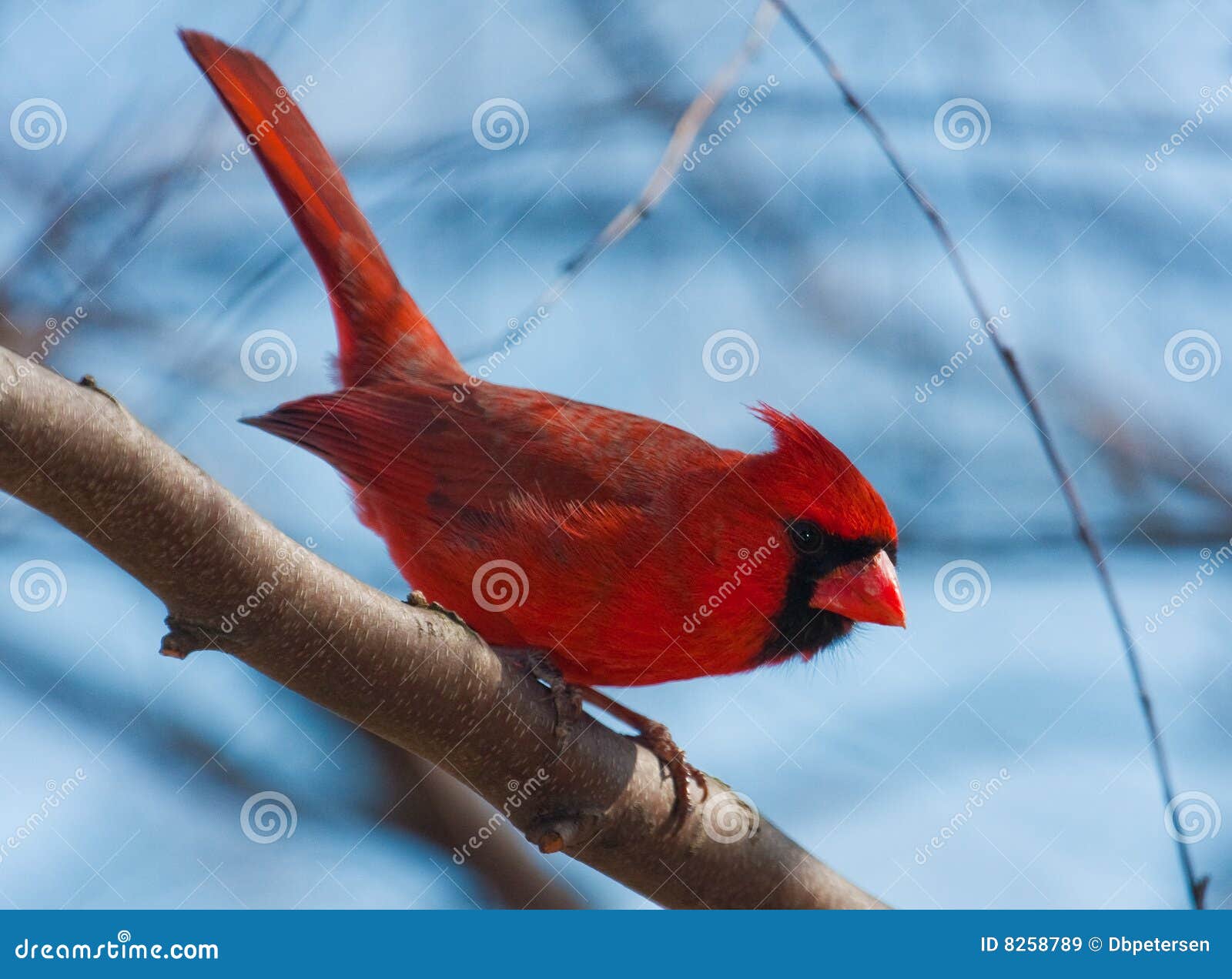Resting Northern Cardinal stock image. Image of wildlife - 8258789