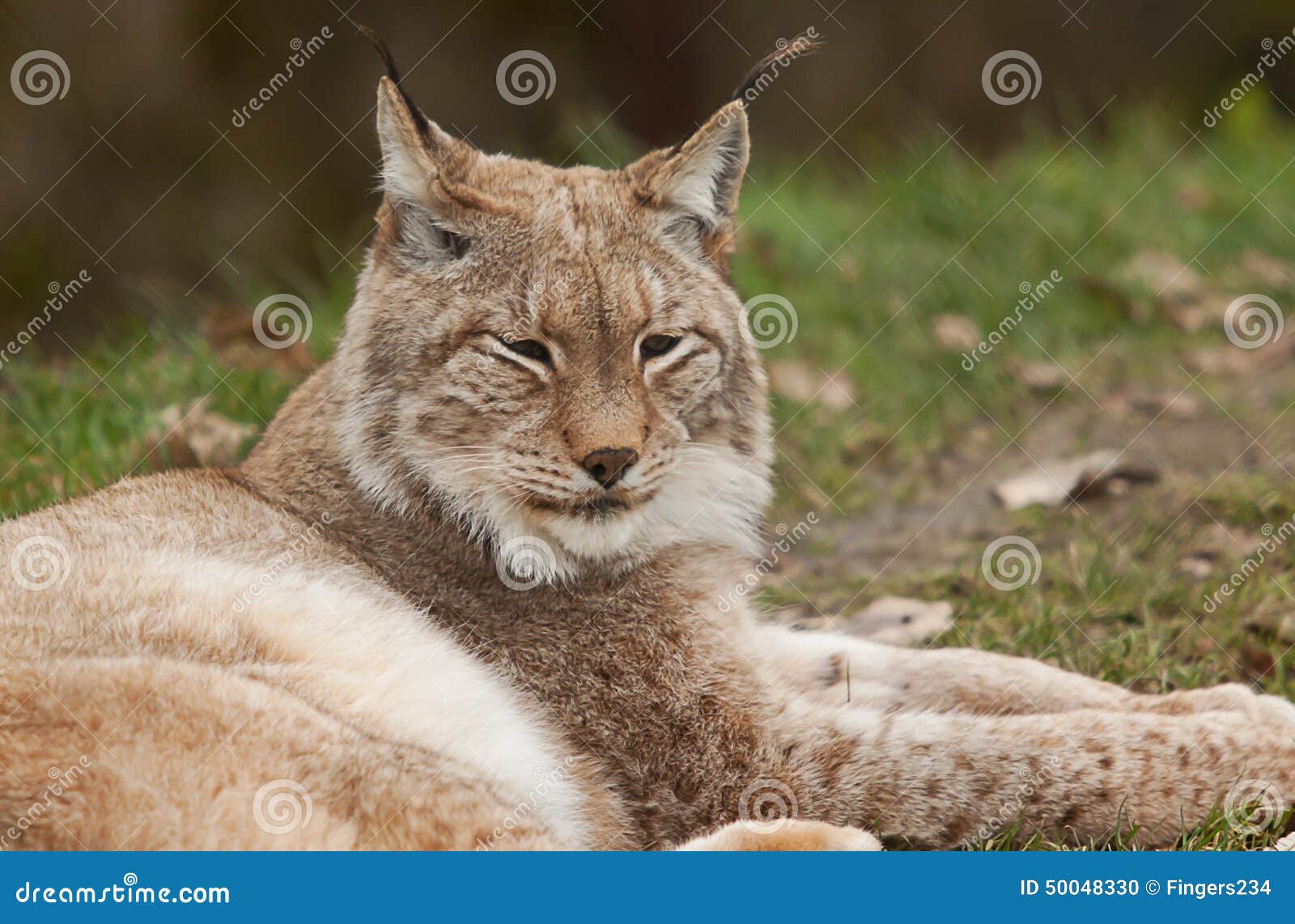 Resting Northern Lynx stock photo. Image of rare, wildlife - 50048330