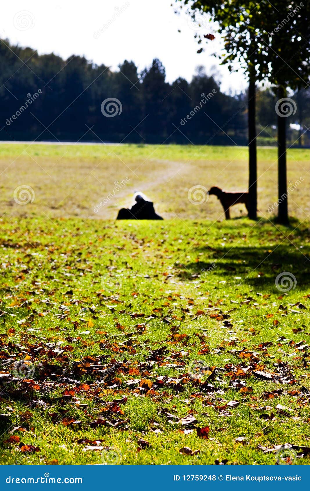 Resting outdoor stock photo. Image of nature, green, animal - 12759248