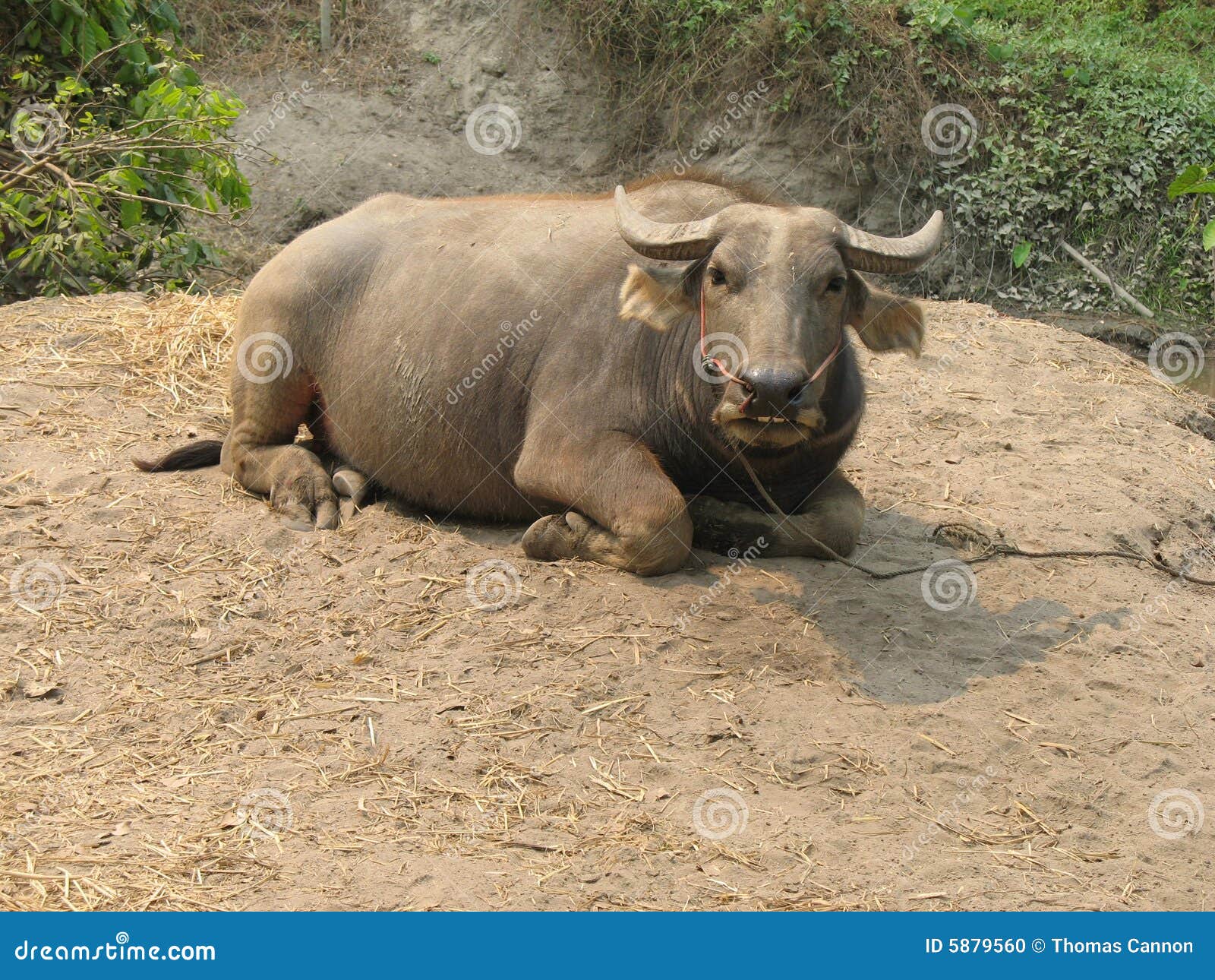 Resting Oxen - Asia stock photo. Image of village, thailand - 5879560