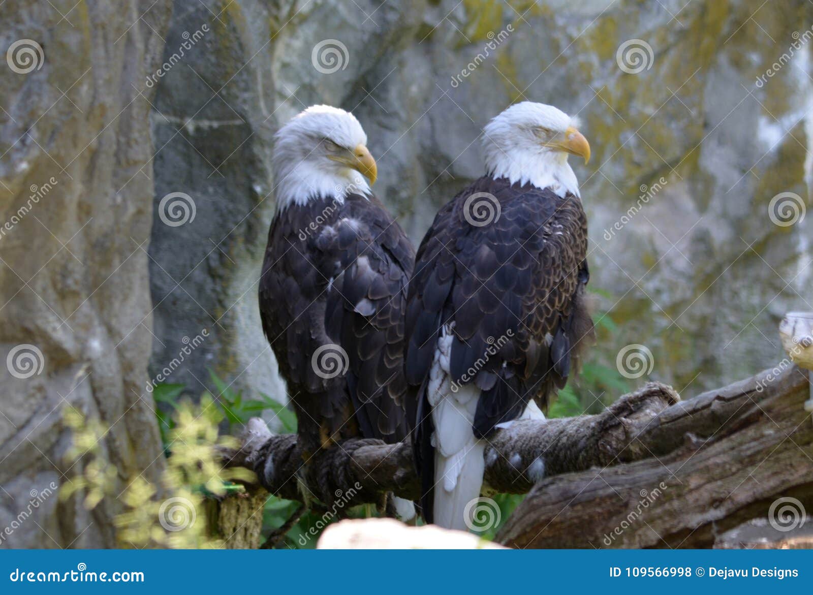 Loving Pair of Sleeping Eagles Under a Rock Cliff Stock Photo - Image ...