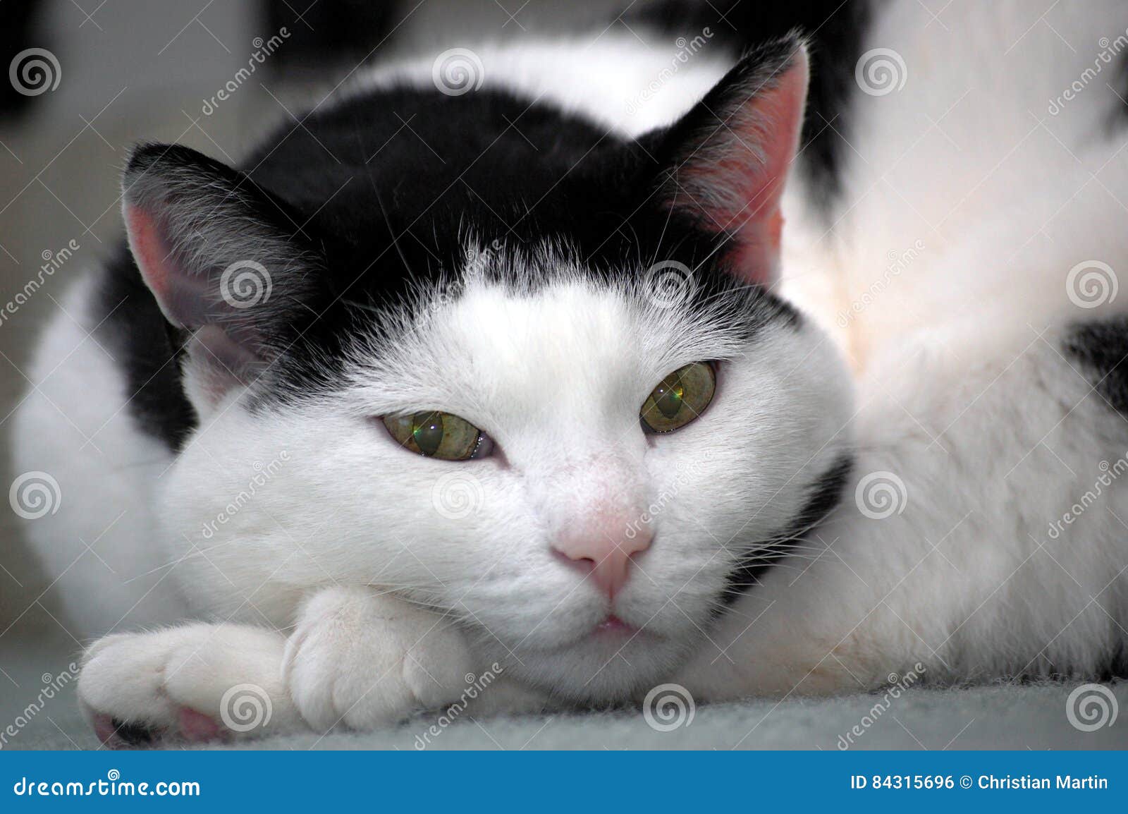 Resting Peaceful Cat on Floor Stock Photo - Image of green, resting ...