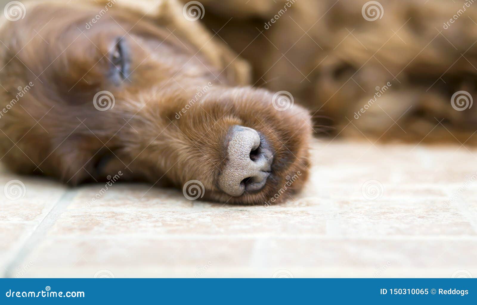 Resting Pet, Lazy Cute Dog Sleeping on the Floor Stock Image - Image of ...