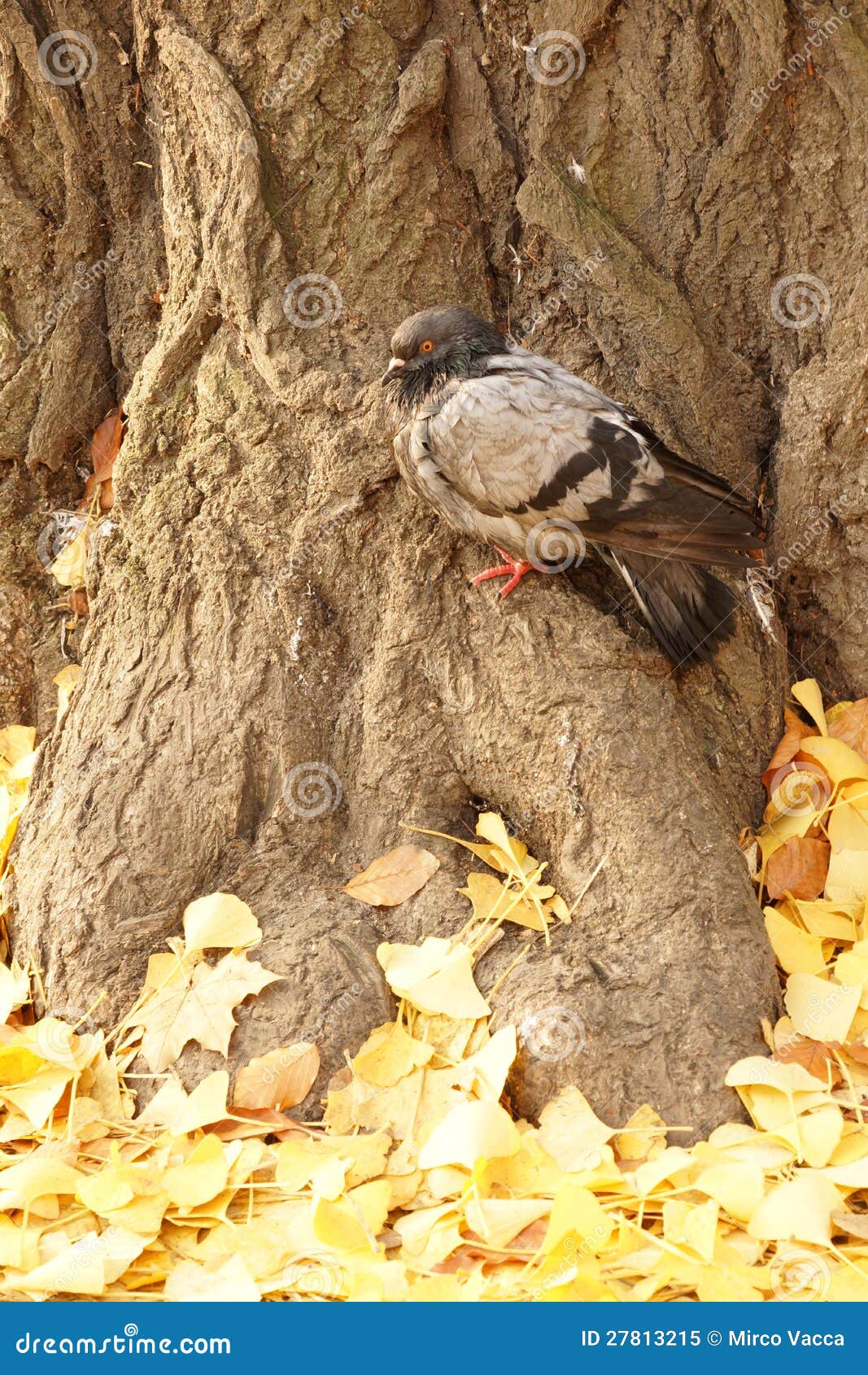 Resting pigeon stock image. Image of alone, colomba, fall - 27813215