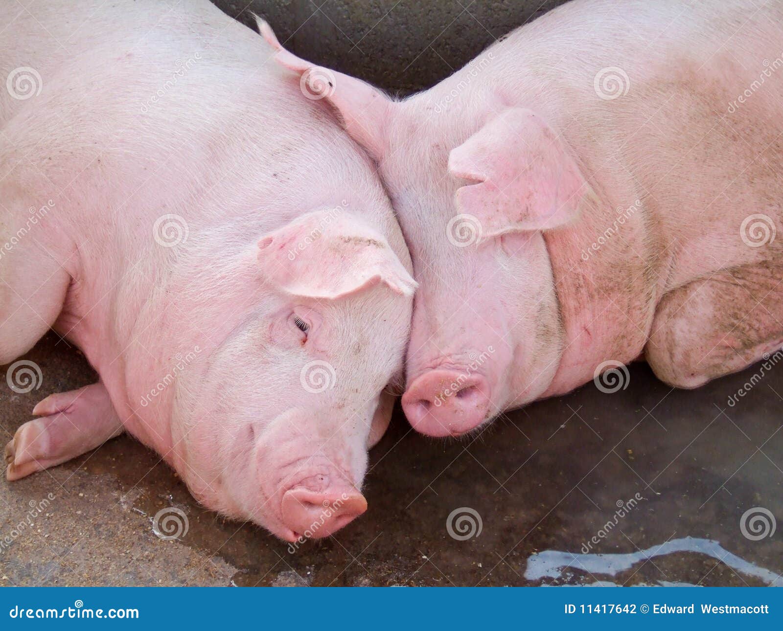 Resting pigs stock photo. Image of sleeping, pigs, domestic - 11417642