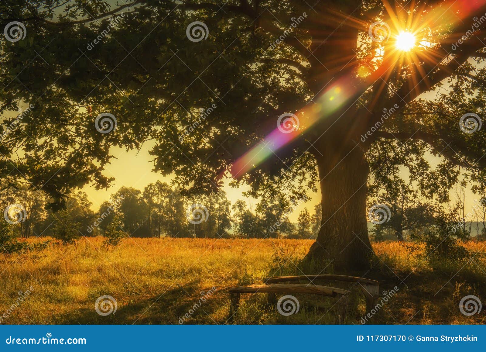 Resting Place Under a Mighty Oak Tree. Stock Photo - Image of ...