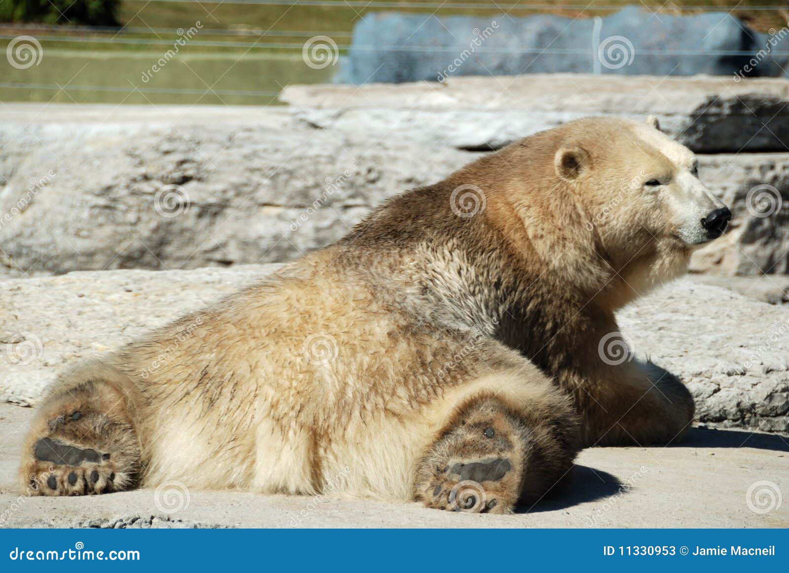 Resting Polar Bear stock image. Image of norway, resting - 11330953