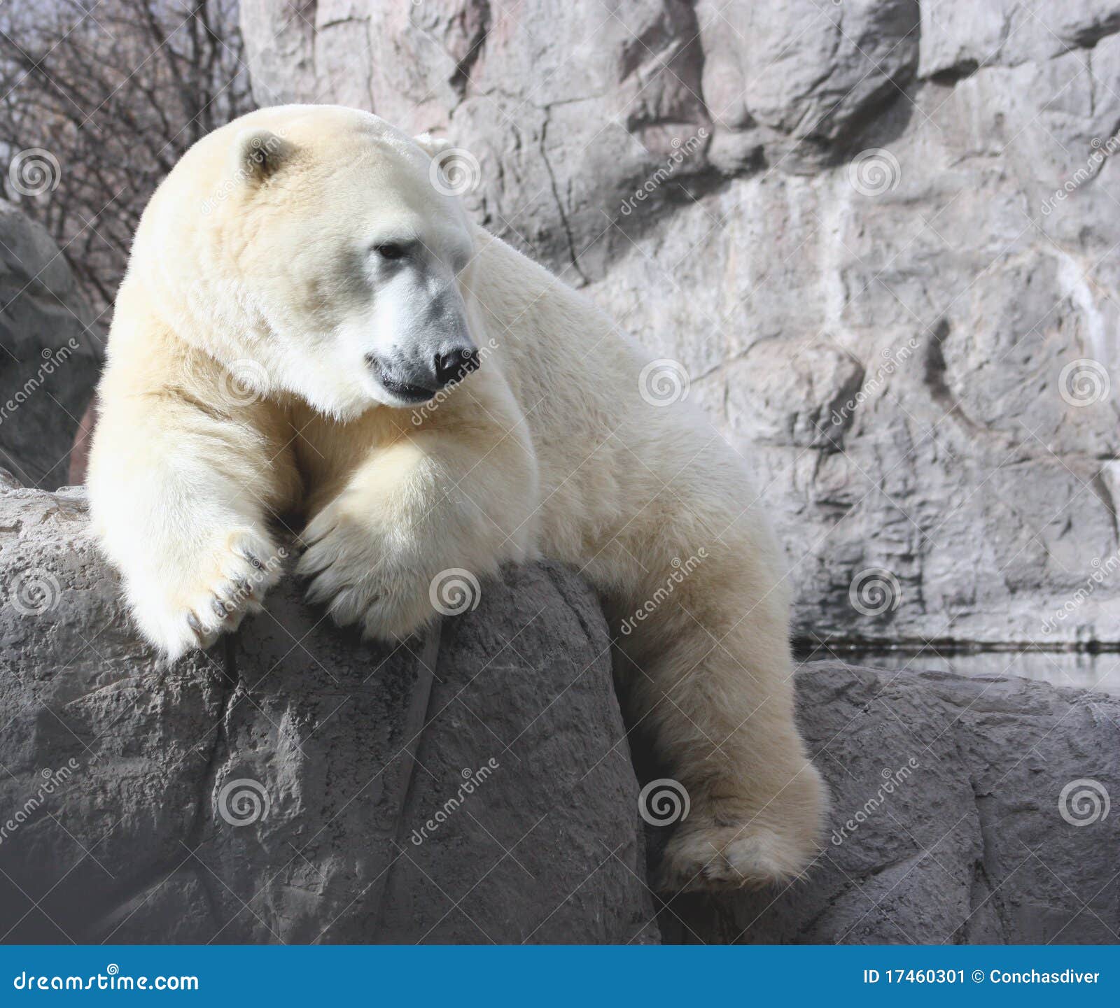 Resting polar bear stock image. Image of ocean, endangered - 17460301