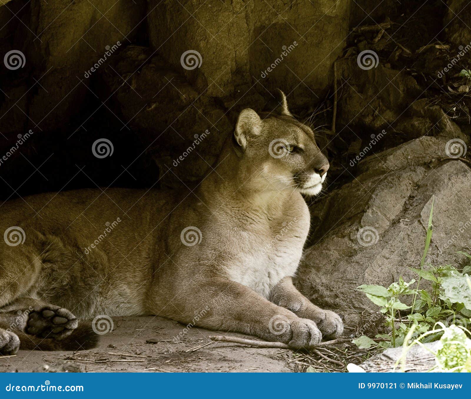 Resting puma stock image. Image of puma, wildcat, mammal - 9970121