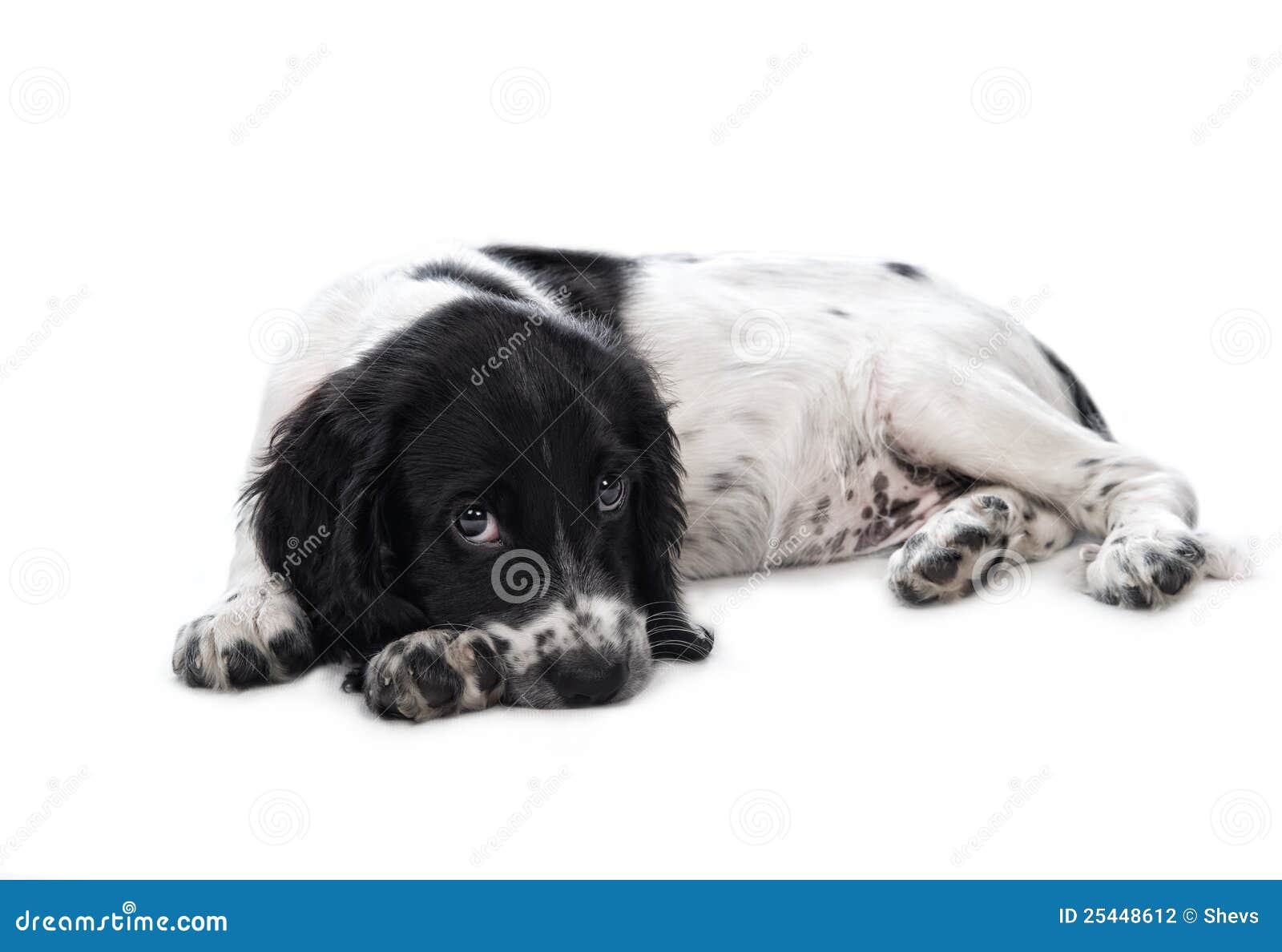 Resting puppy stock photo. Image of pedigree, springer - 25448612
